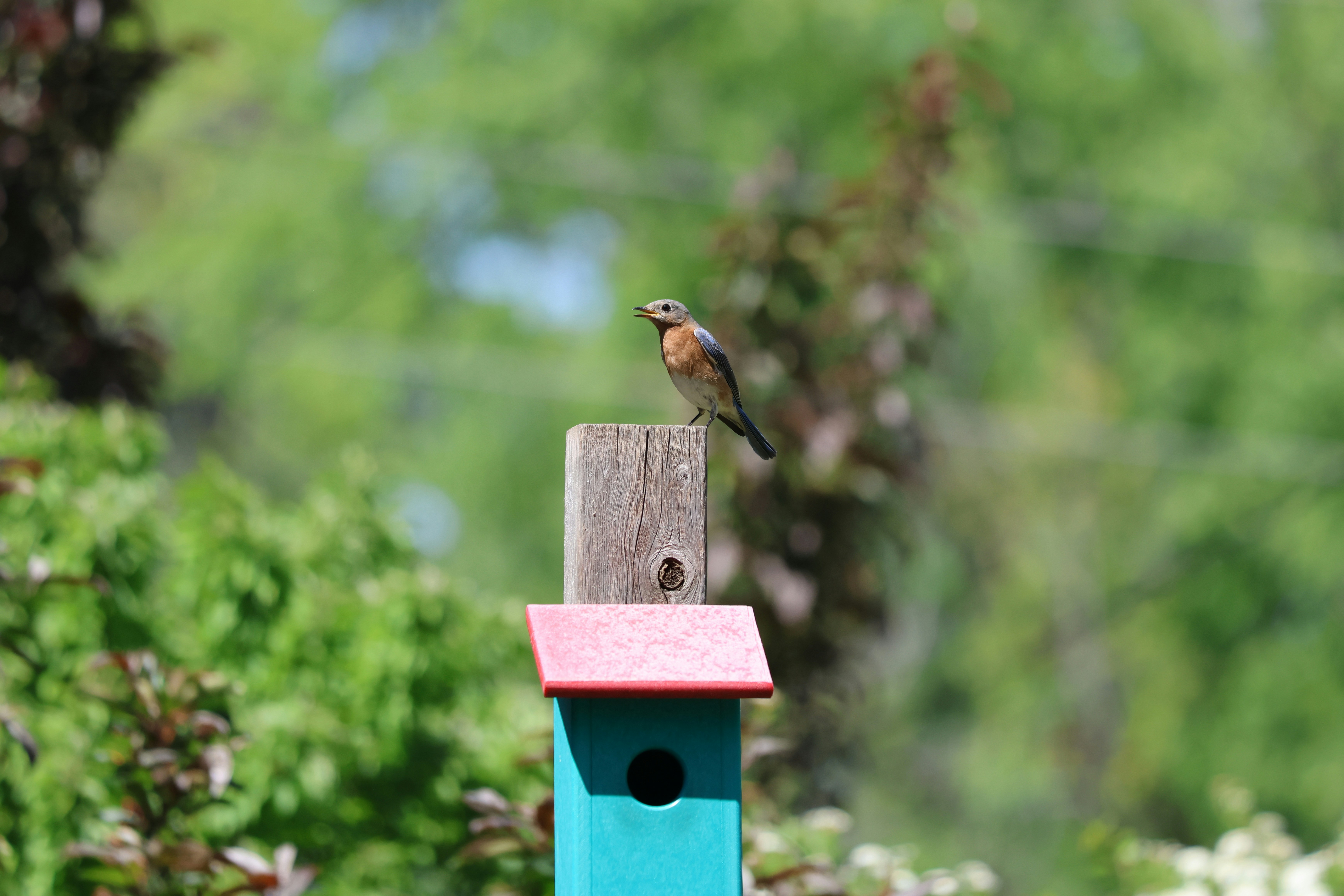 A lone robin perches on a vibrant birdhouse amid a sunlit garden