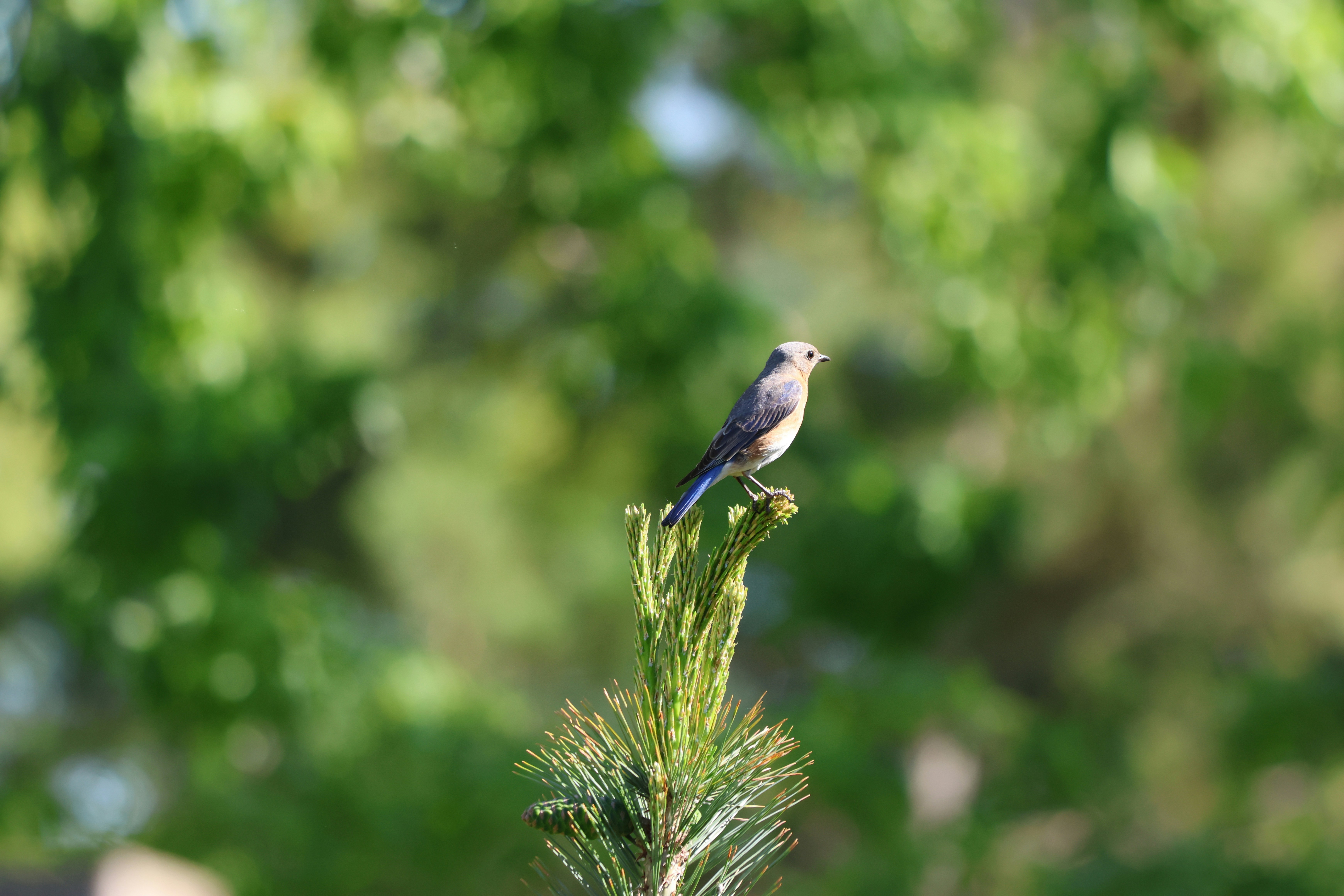 A Lone Songbird Perched Above Pine Tips