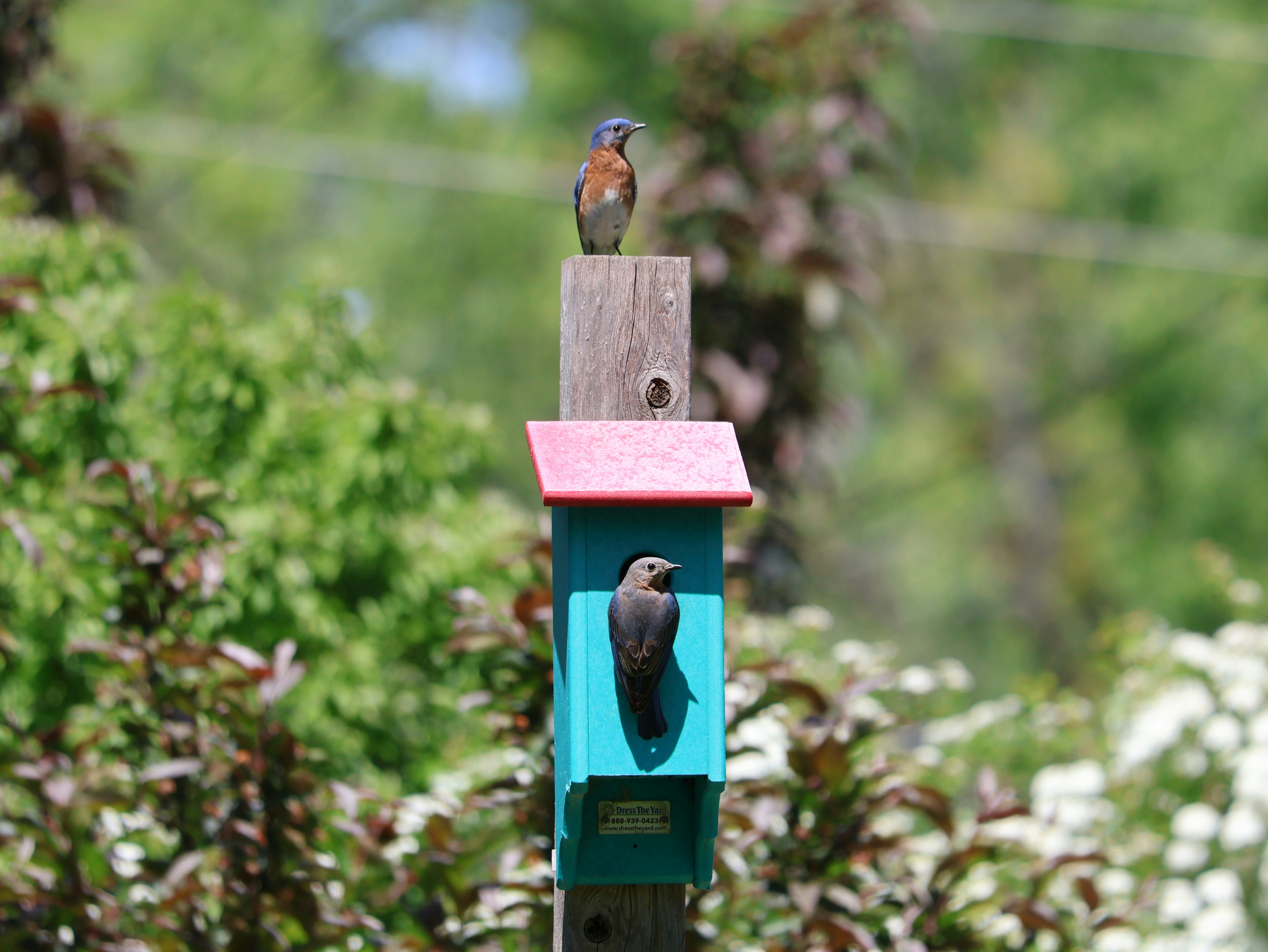Perched Messages: A Pair of Birds at a Bright Birdhouse
