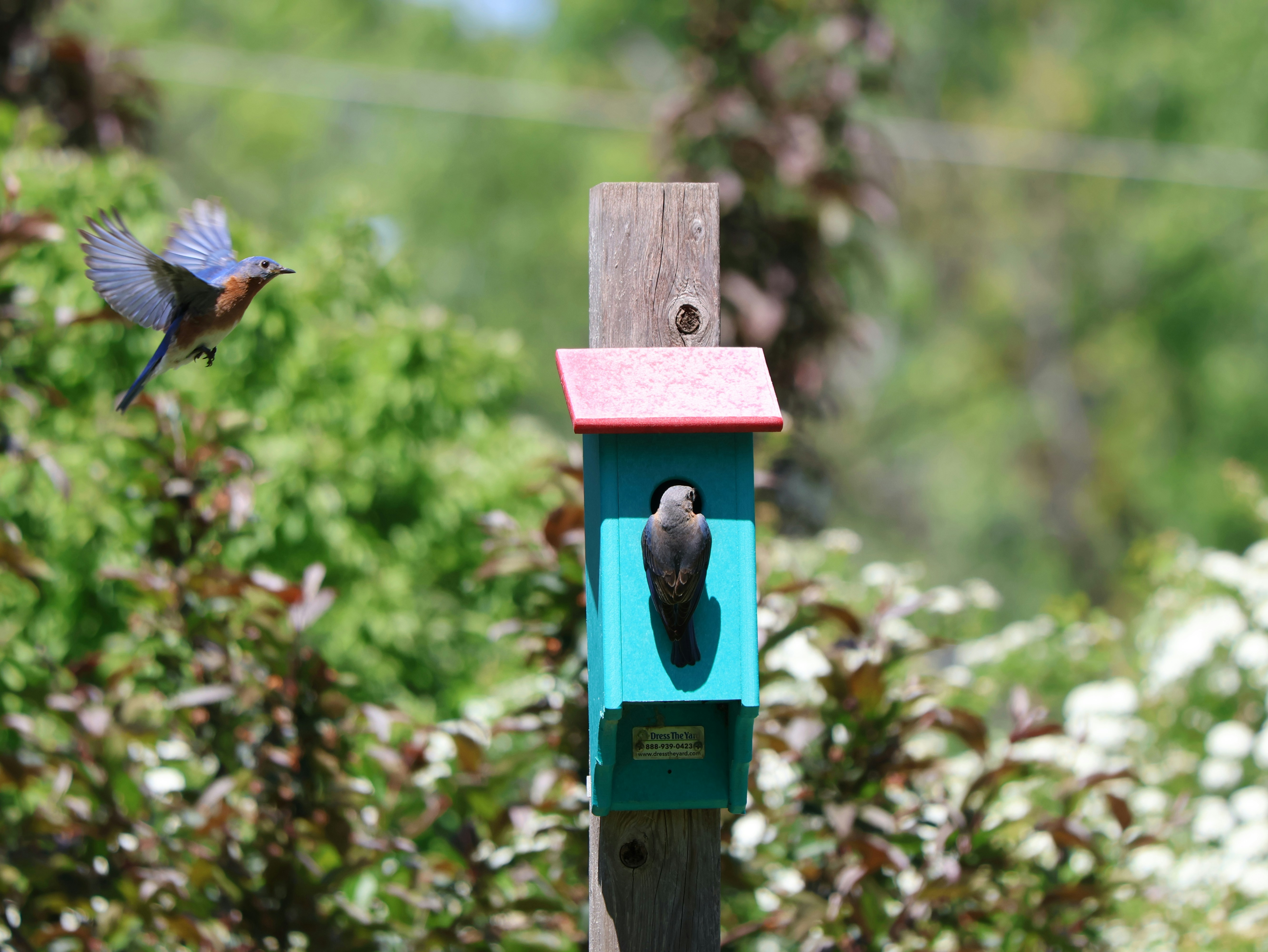A pair of Eastern Bluebirds with one flying up to their Teal Bluebird house