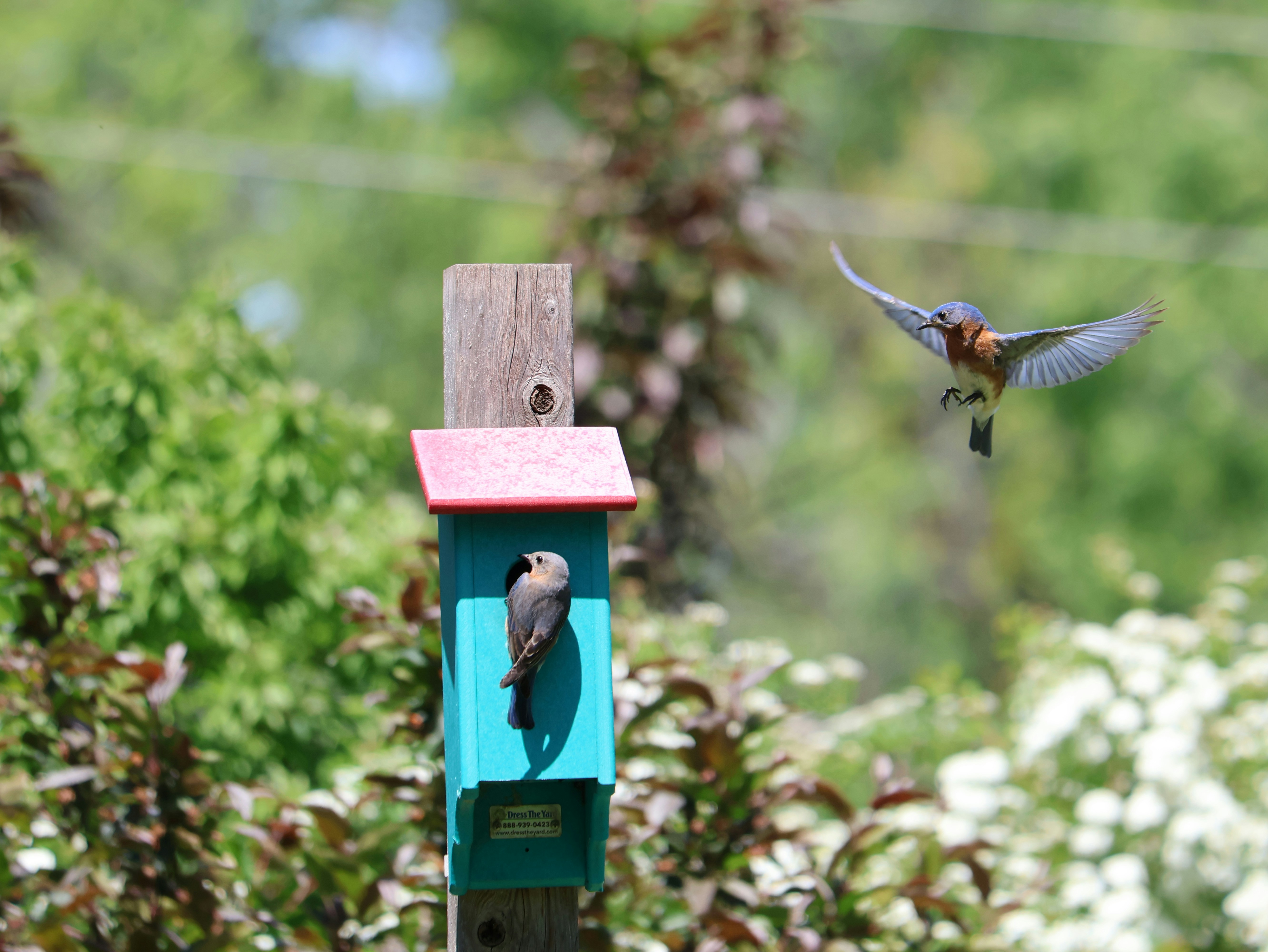 Winged Moment: A Blue Birdhouse and a Hovering Visitor