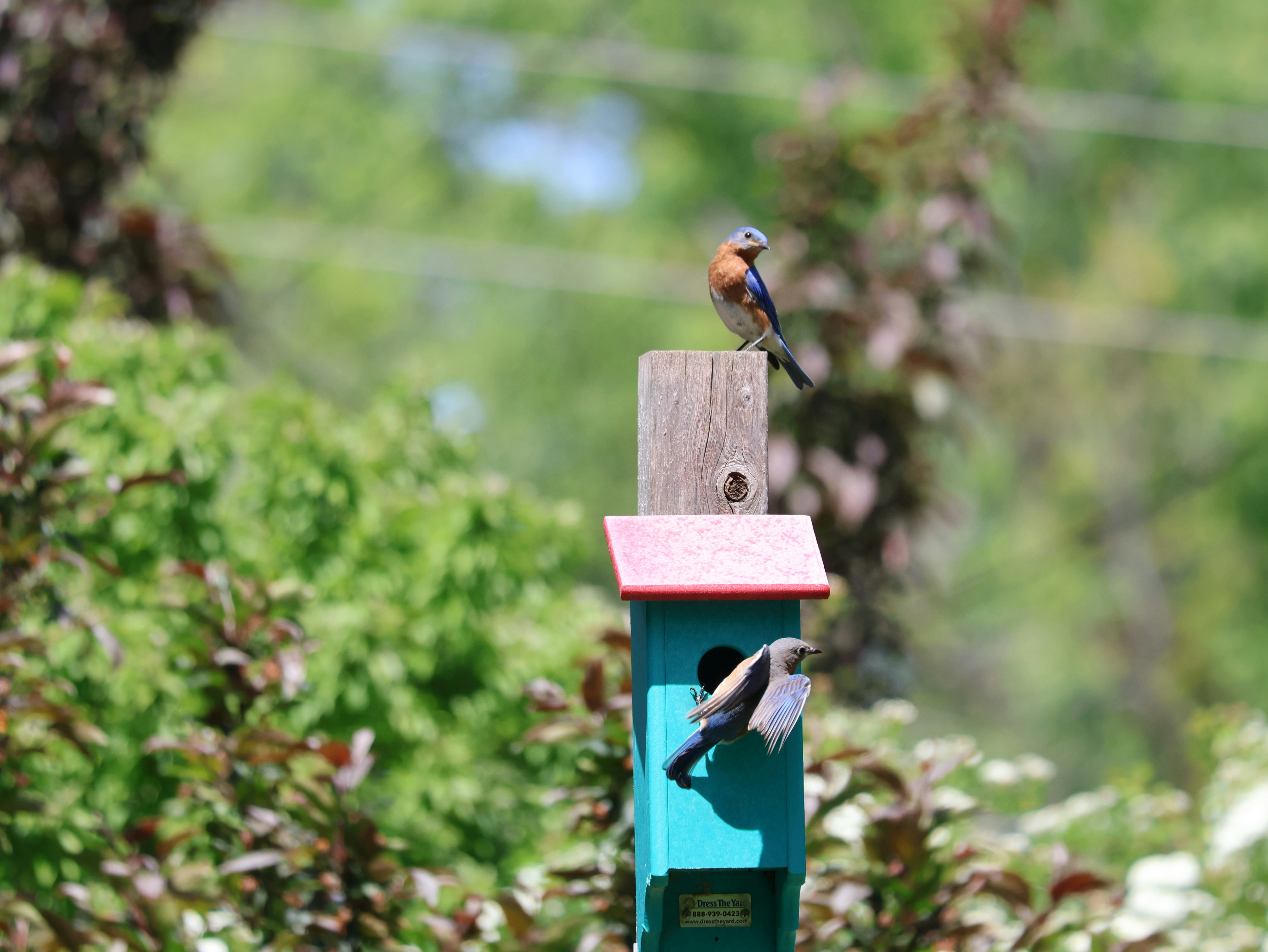 Perched Two-Panel Moment: Robin and Bluebird on a Birdhouse
