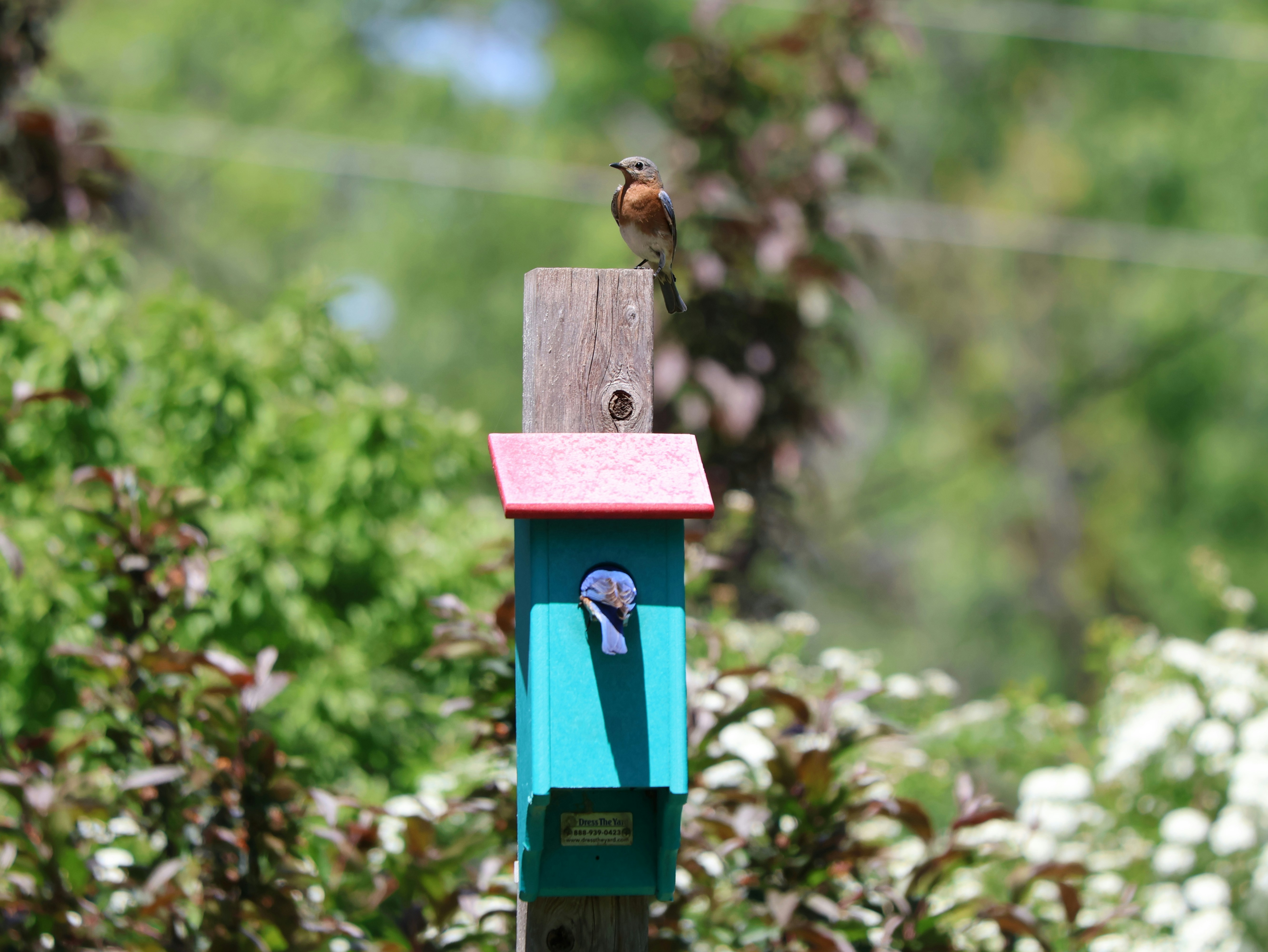 Bird on a teal birdhouse: a moment of quiet atop a garden post