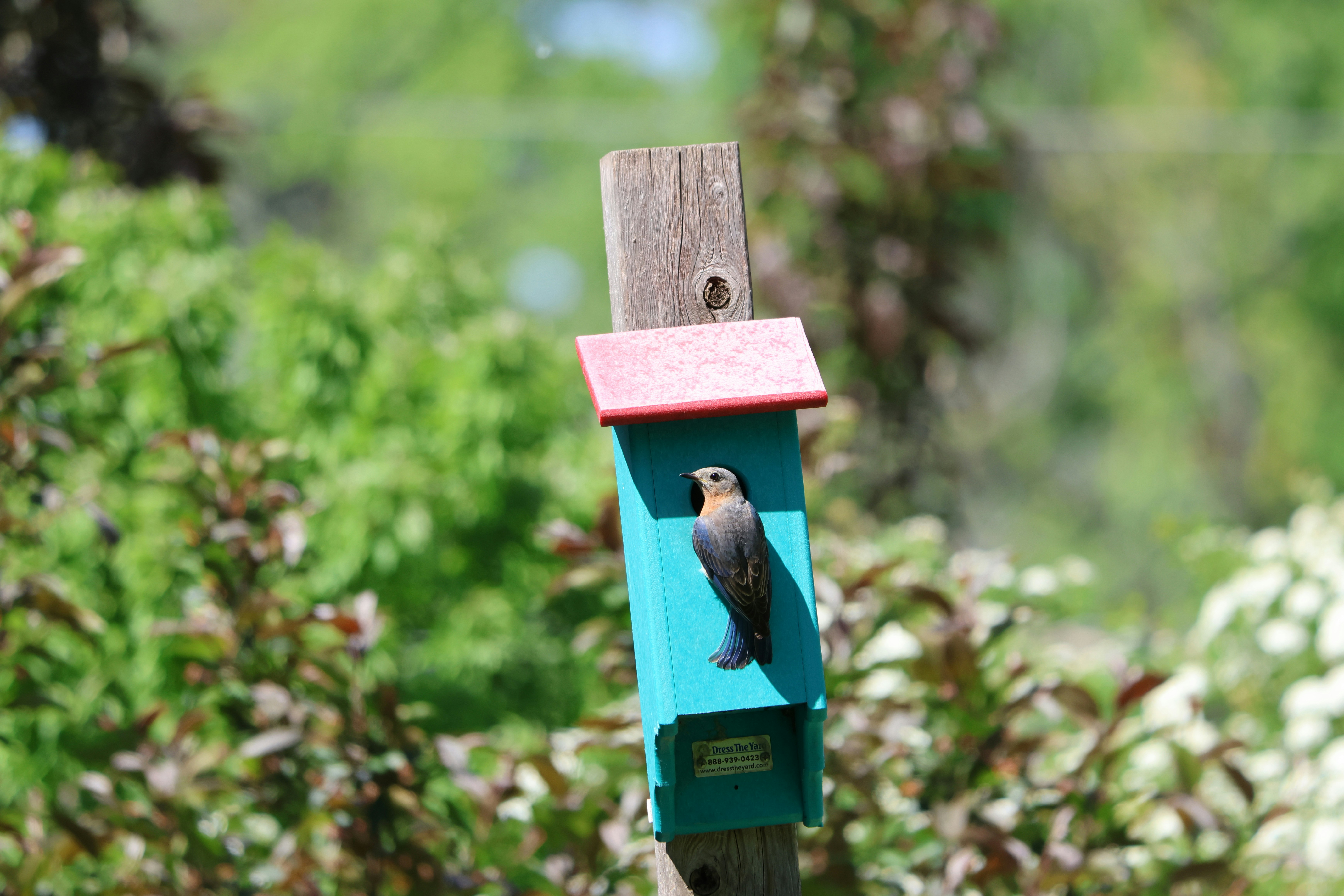 Blue birdhouse resident: a perched traveler in a sunlit garden