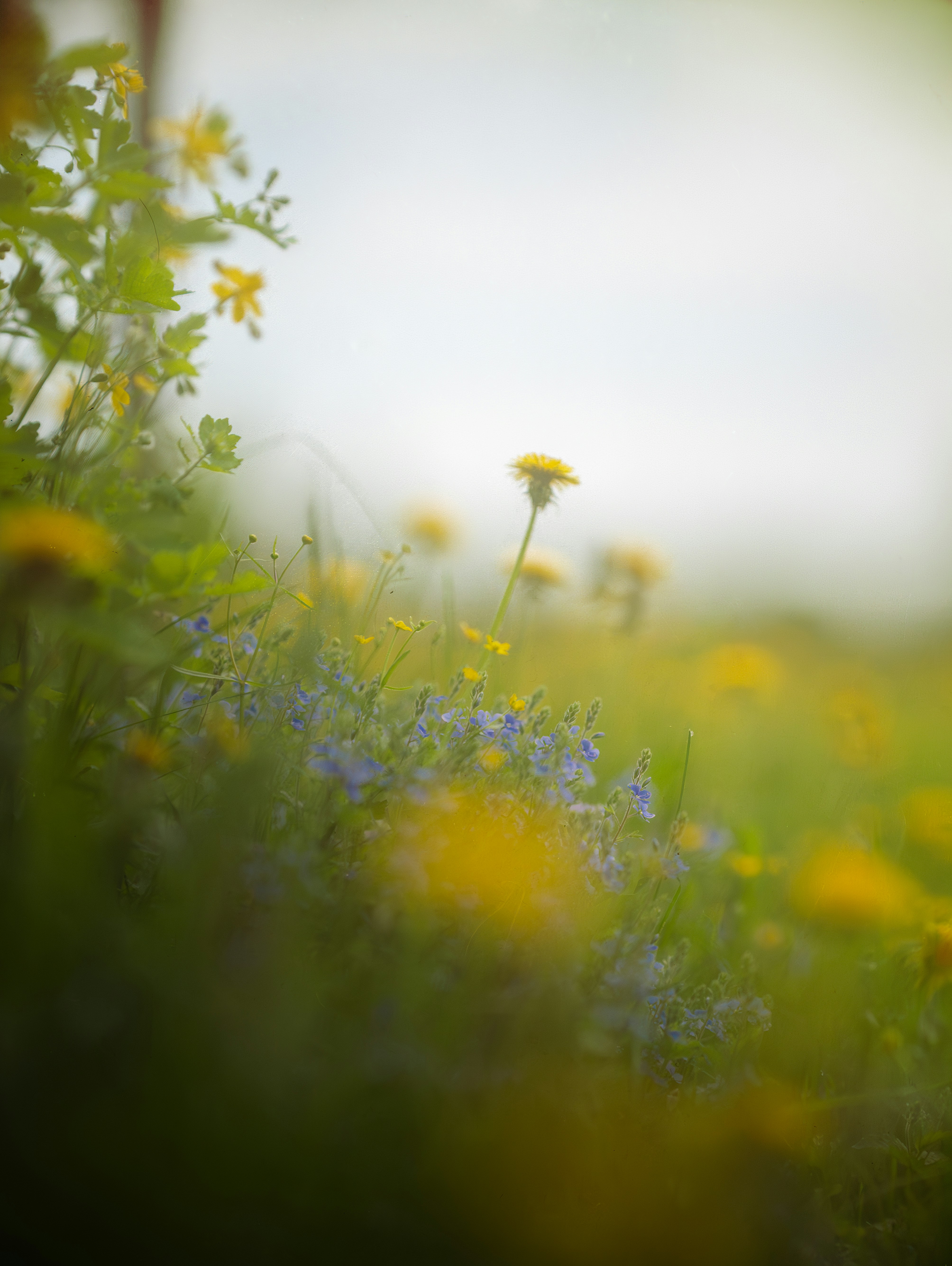 Yellow dandelions and blue wildflowers bloom in a green field. photo ...