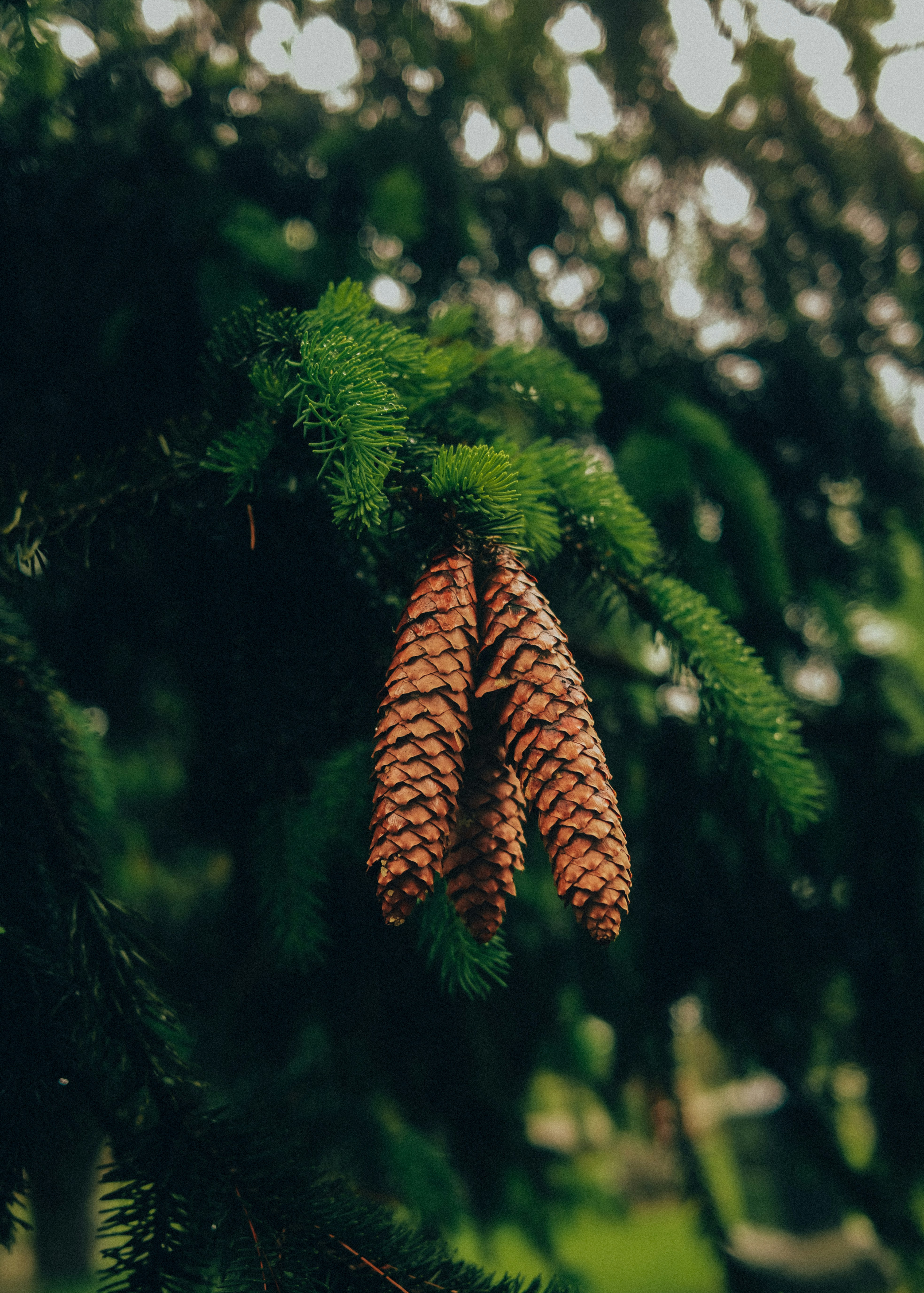 Hanging Pinecones: Centered in a Twilight Fir