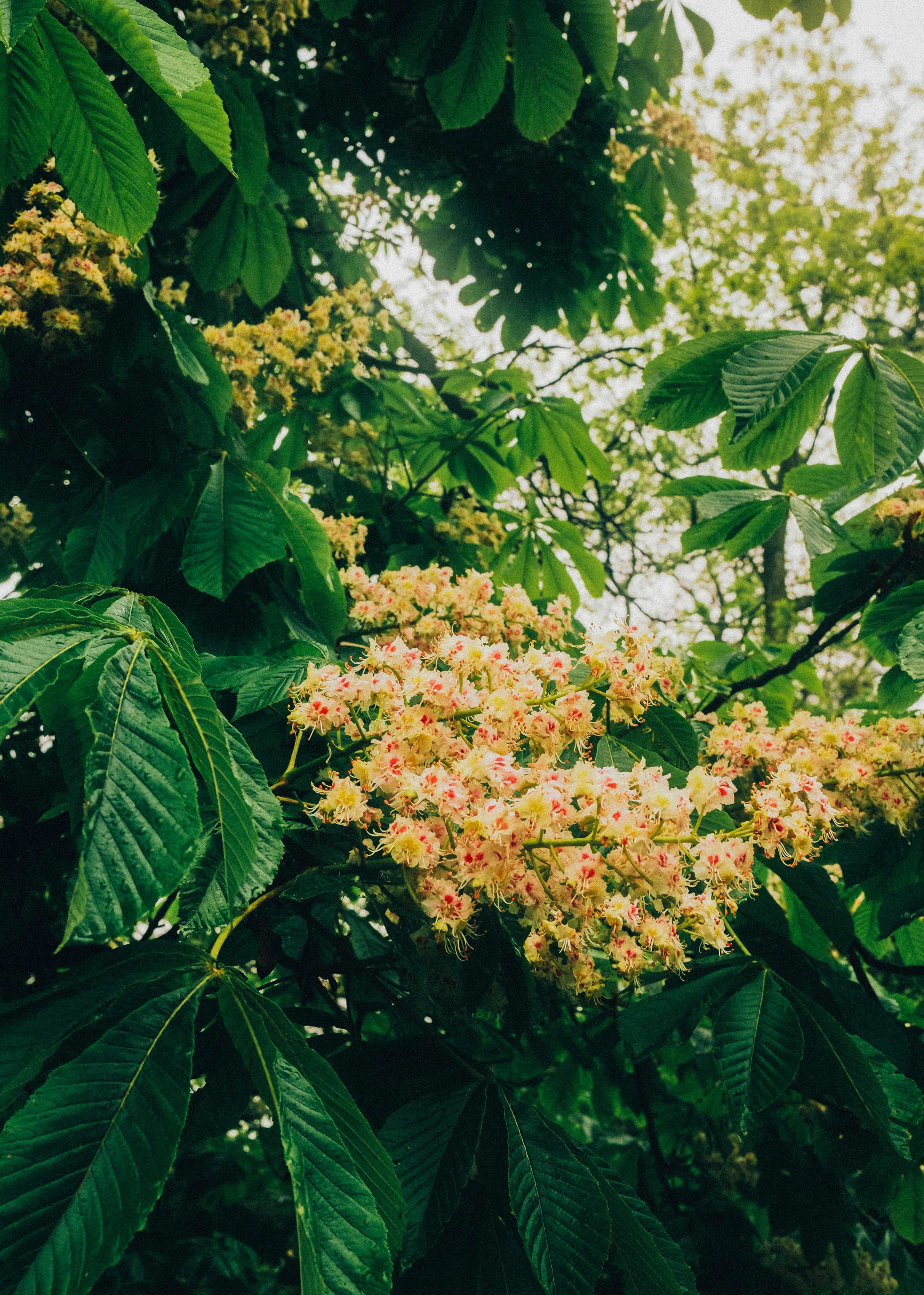 Blooming cluster of pale pink-yellow flowers framed by dark green chestnut-like leaves
