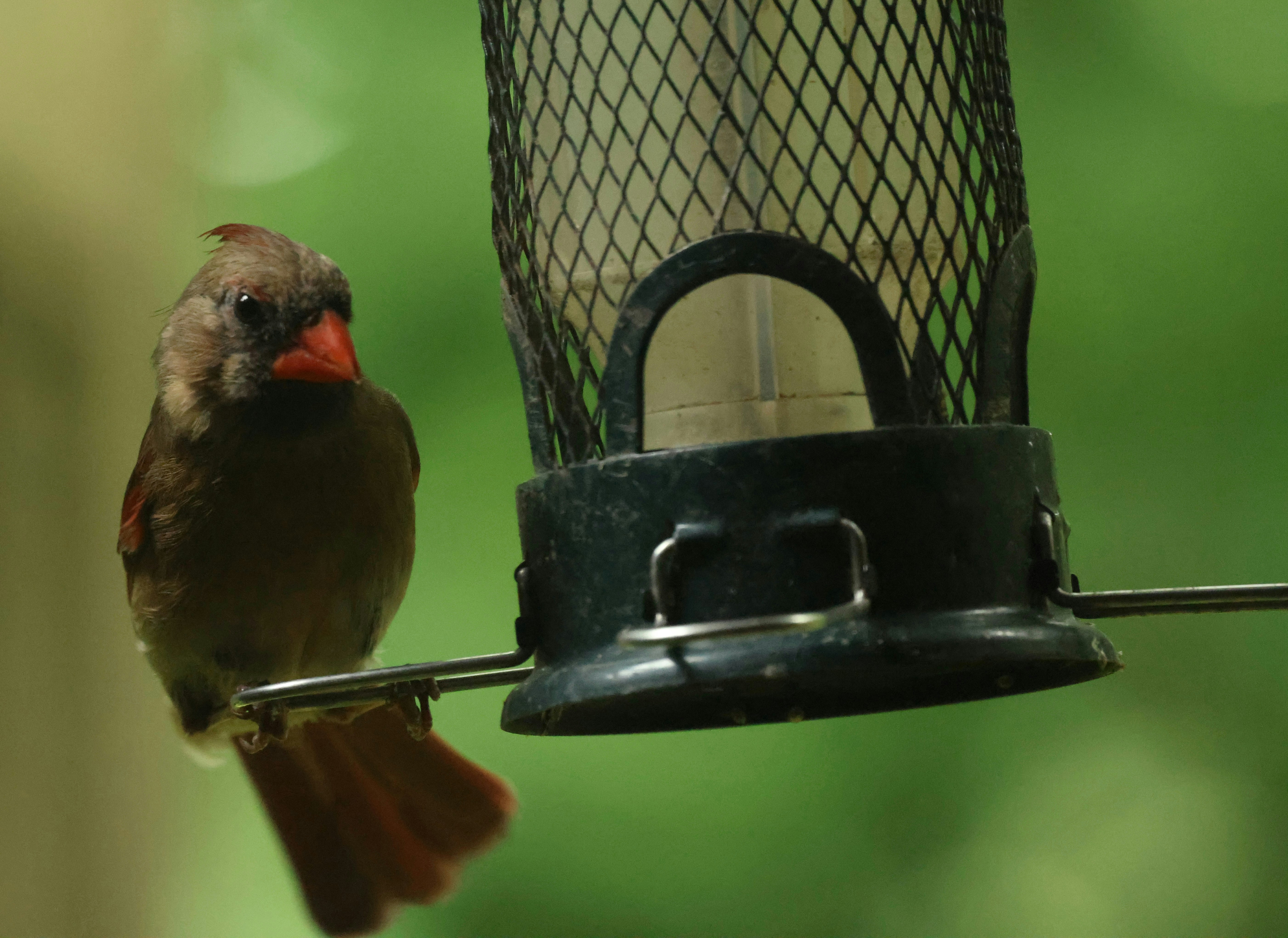 Red Cardinal at the Feeder: Quiet Focus on a Backyard Guest