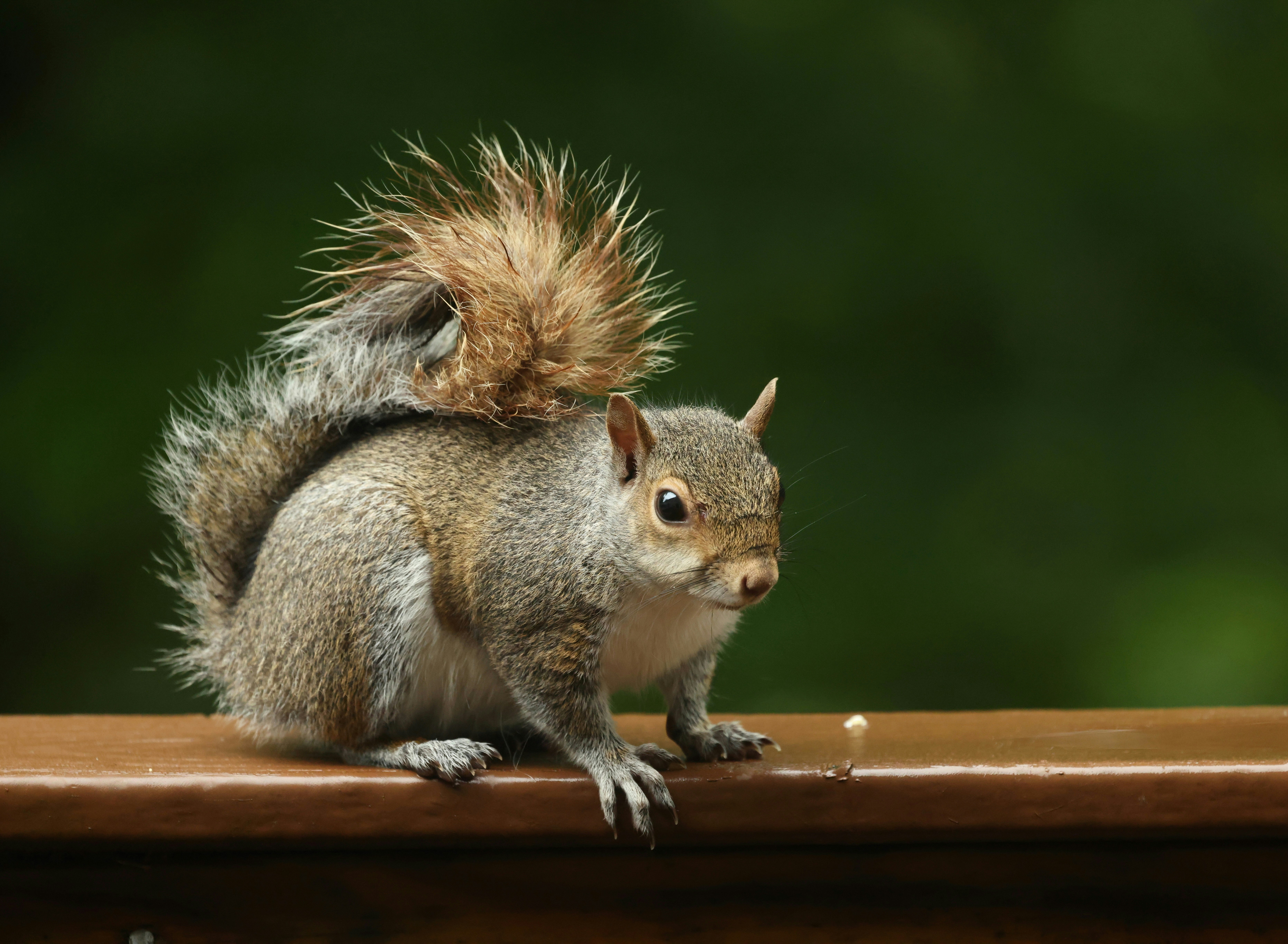 Curious Grey Squirrel Perched on a Wooden Rail
