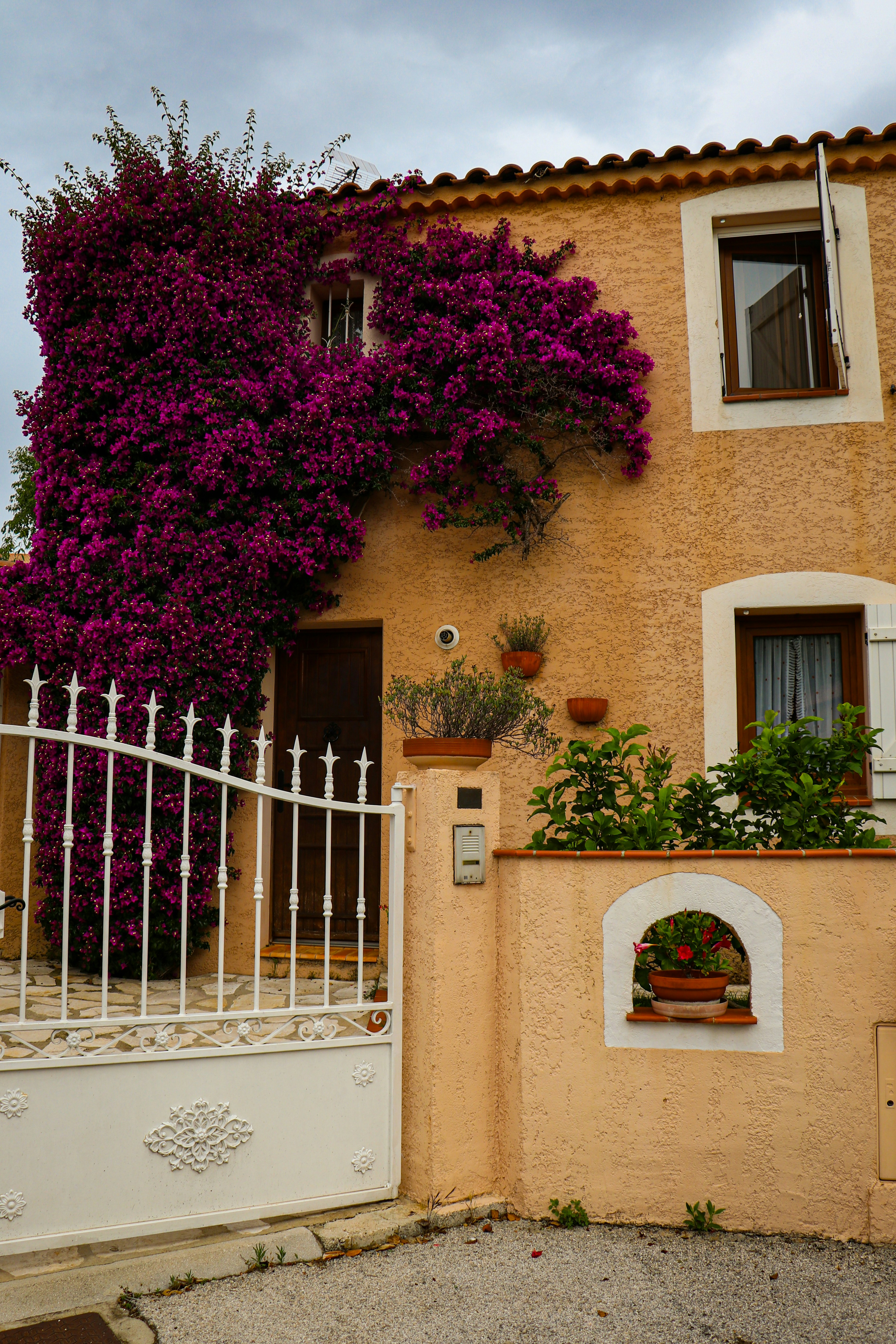 Bougainvillea Canvas on a Ochre Terrace