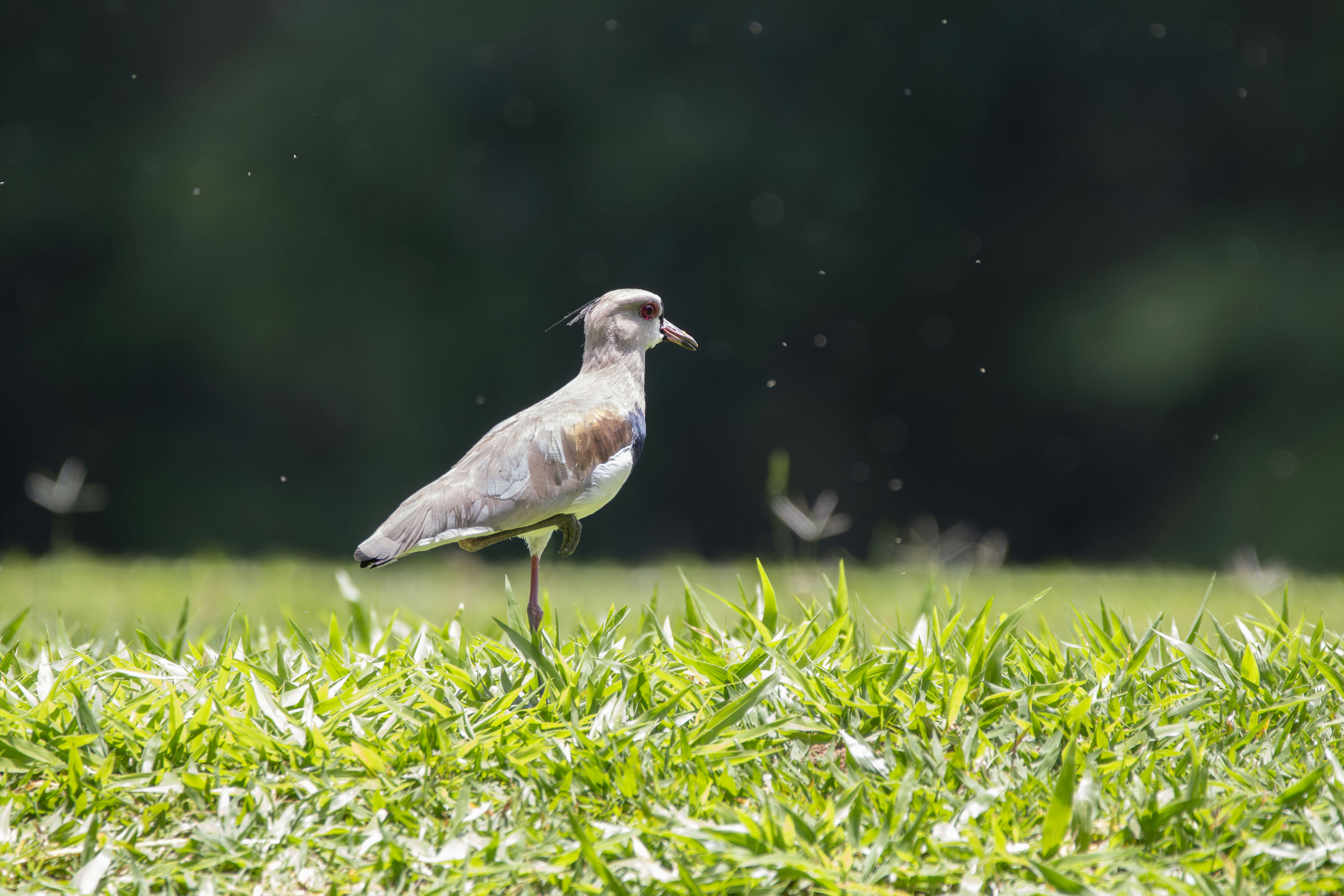 Lone Sandpiper Amid Green Corridor