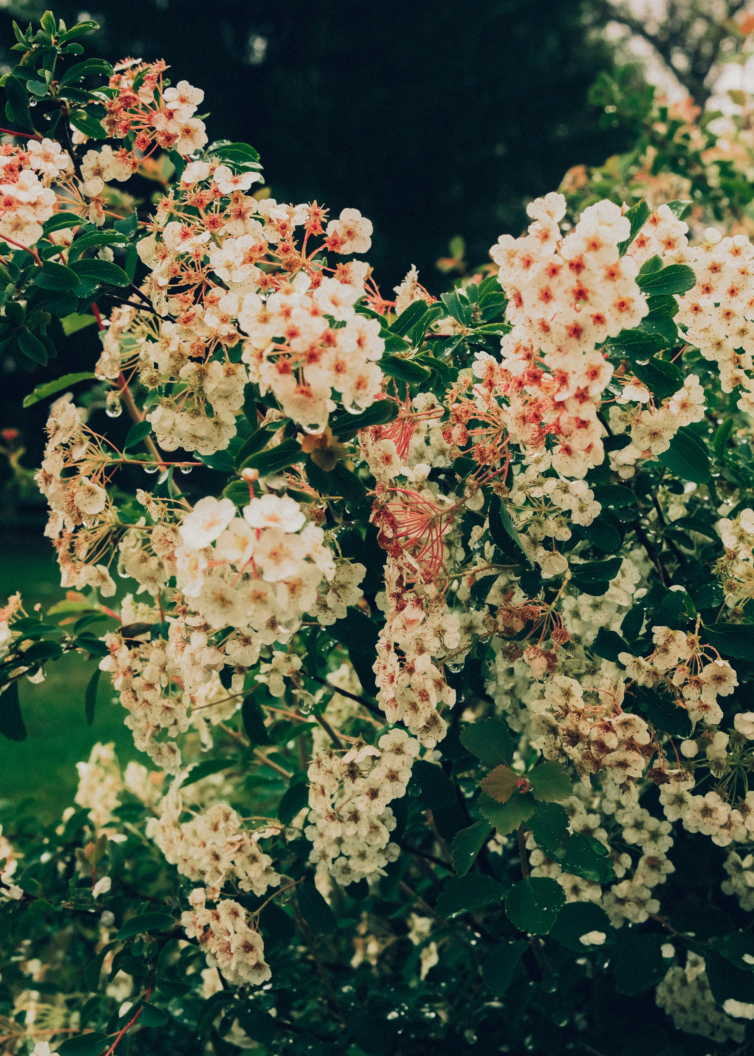Peachy Blooms in a Sunlit Thicket