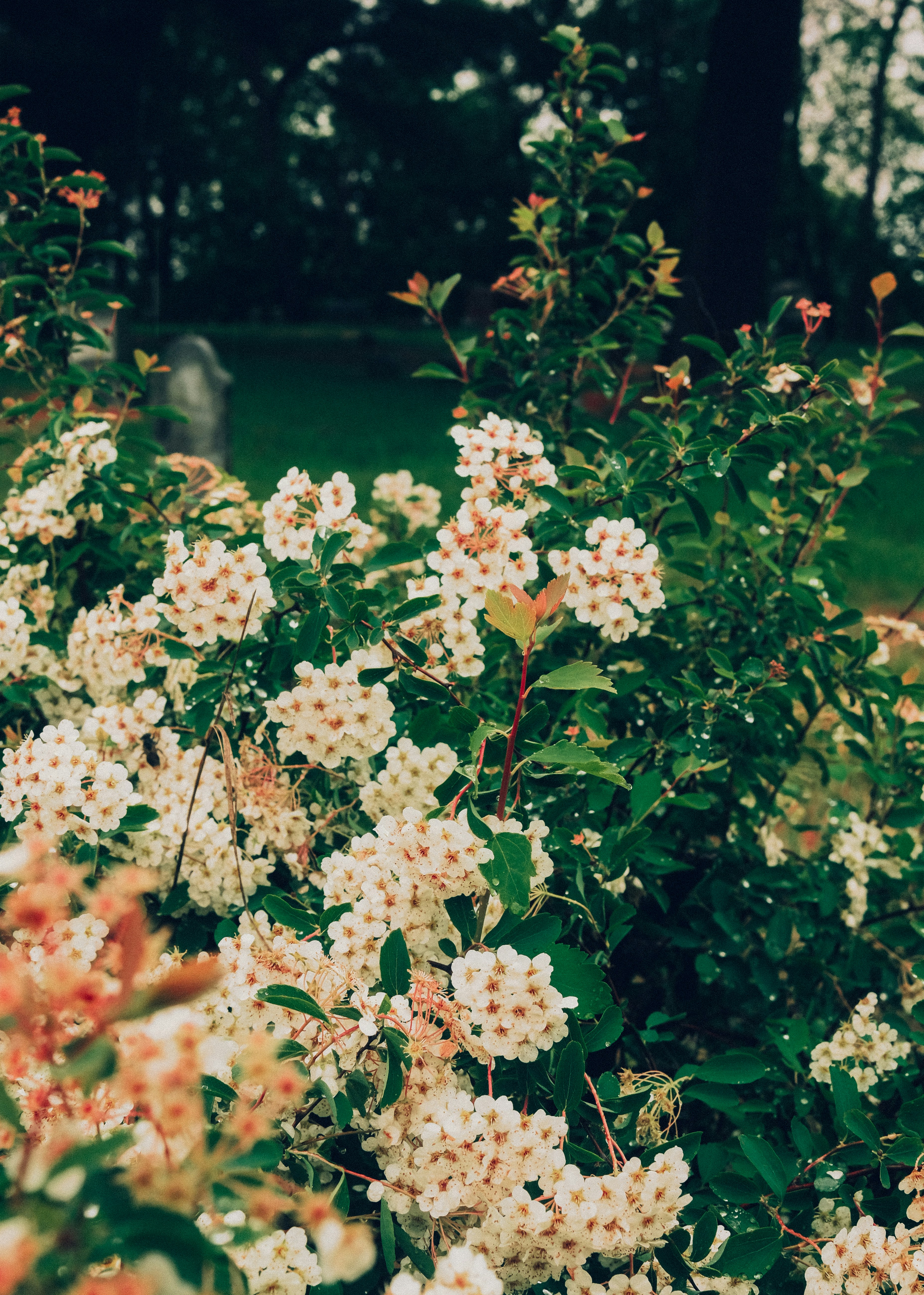Soft Bloom: A Sea of Cream-Colored Hydrangea-like Blossoms in Evening Light