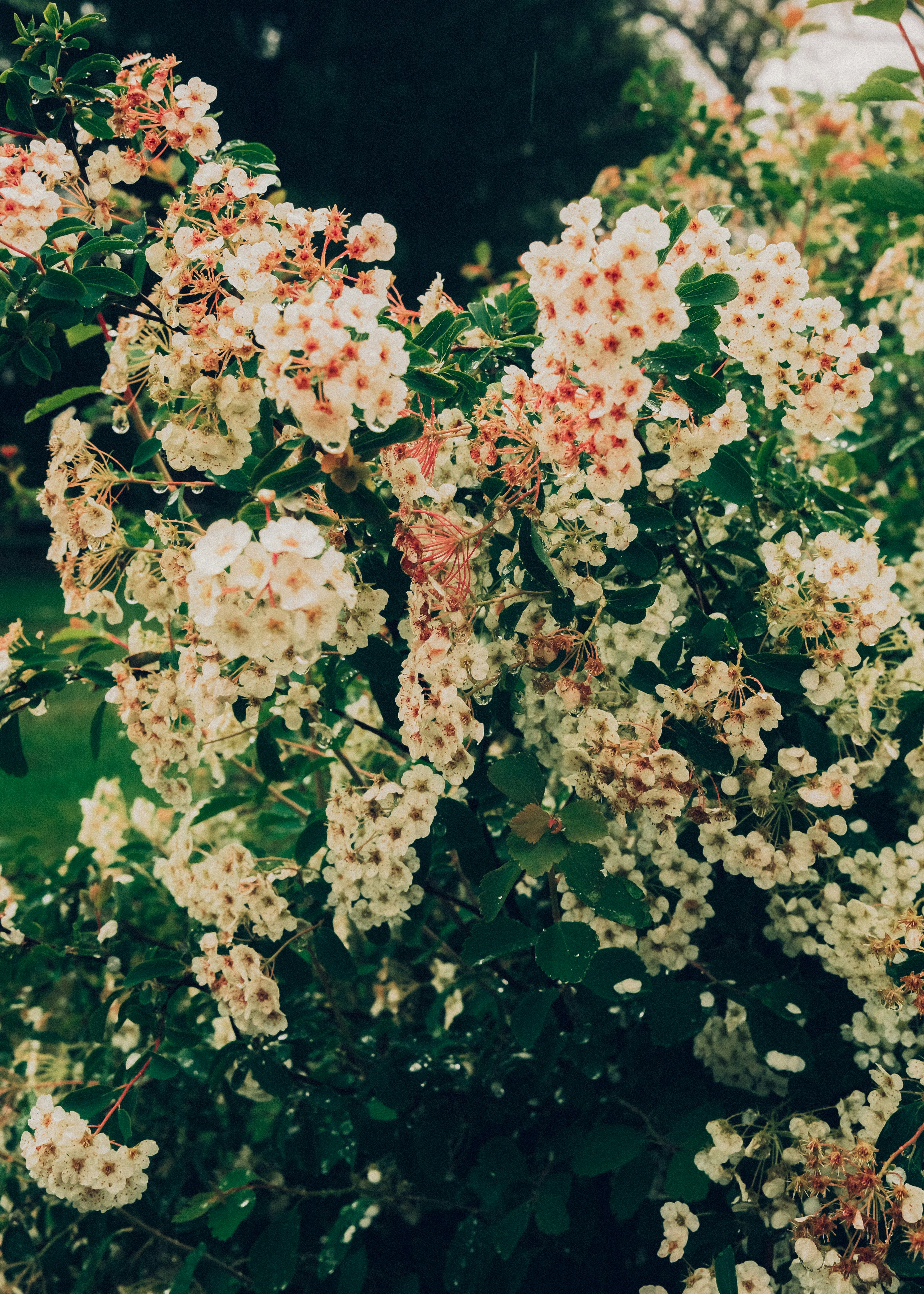 Blossoms in Soft Afternoon Light