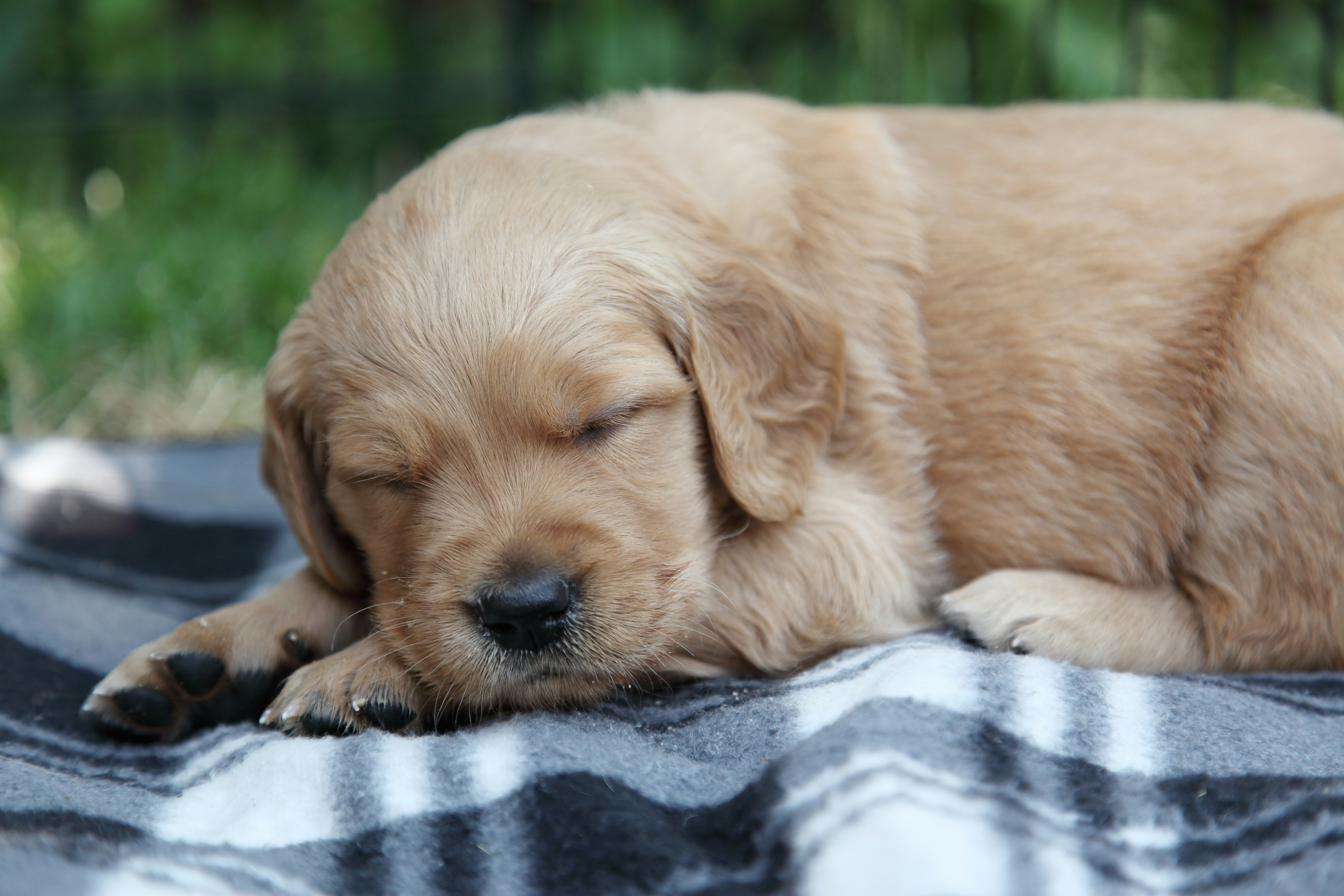 Golden Slumber: A Sleepy Pup Resting On a Woolen Blanket