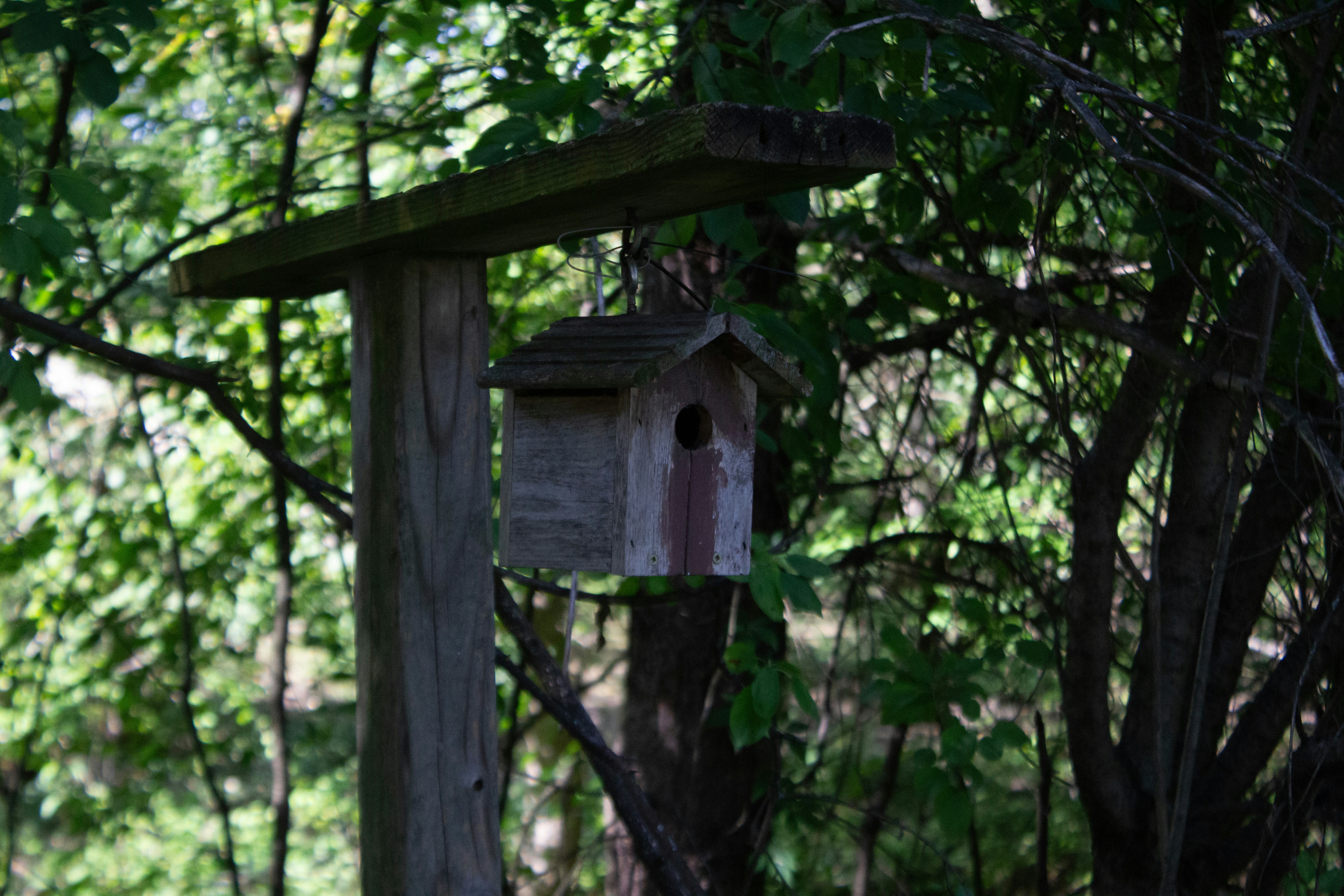 Hidden Nest in the Green Canopy