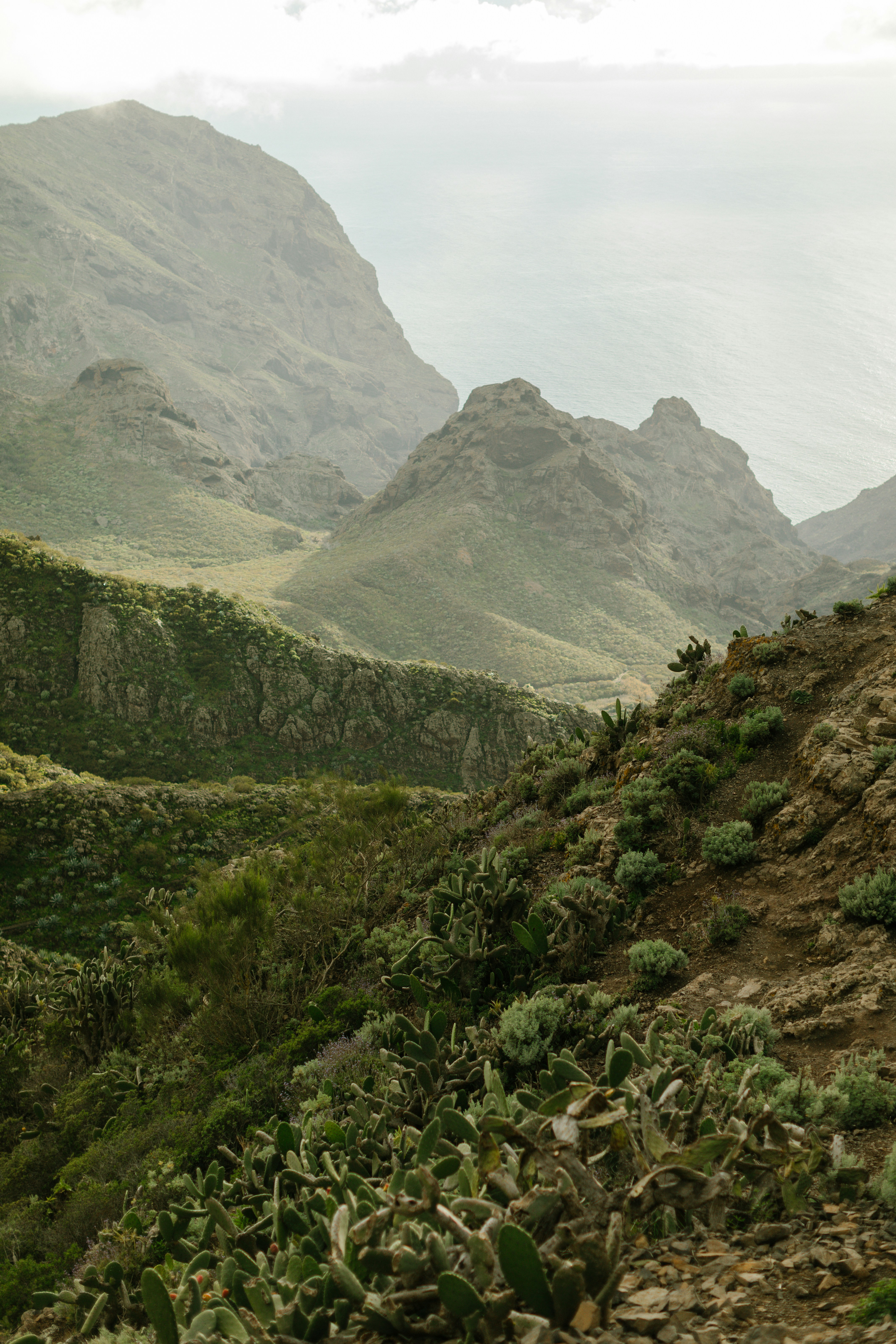 Rugged Coastline Unfolding Beyond a Cactus-Strewn Slope