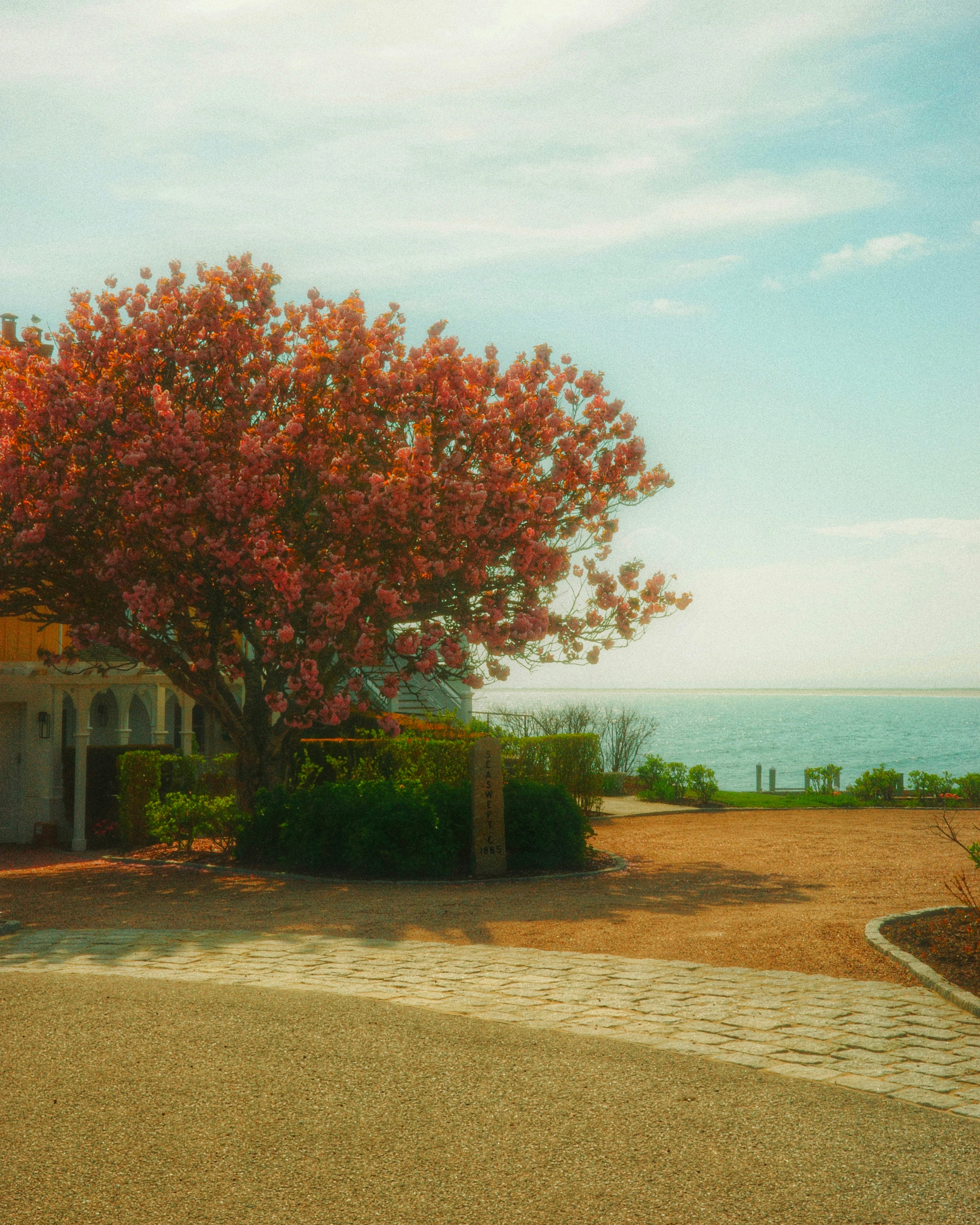 Blossoms by the Sea: A Quiet Coastal Retreat