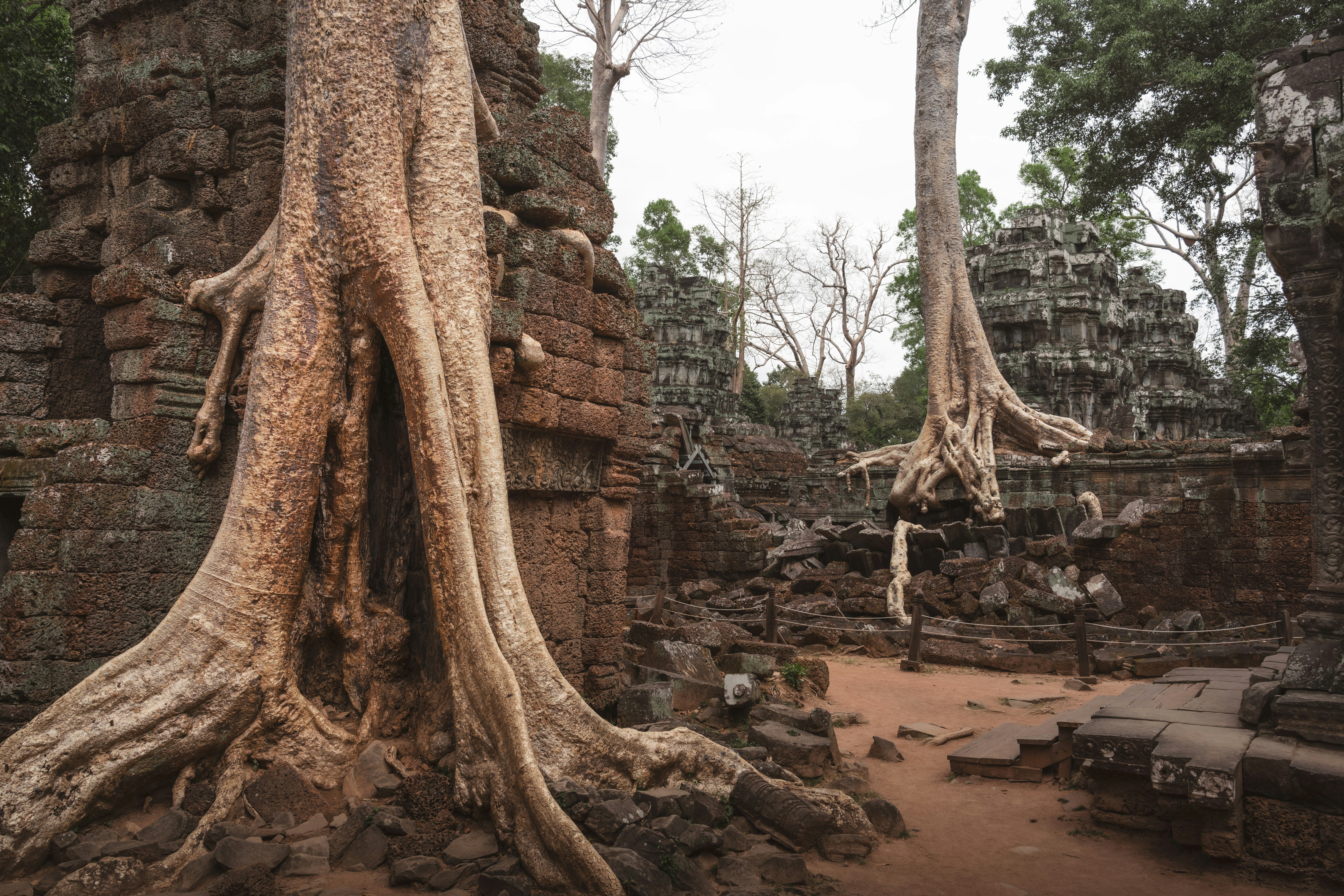 Rooted Ruins: Ancient Boulders and Tree Giants in Siem Reap