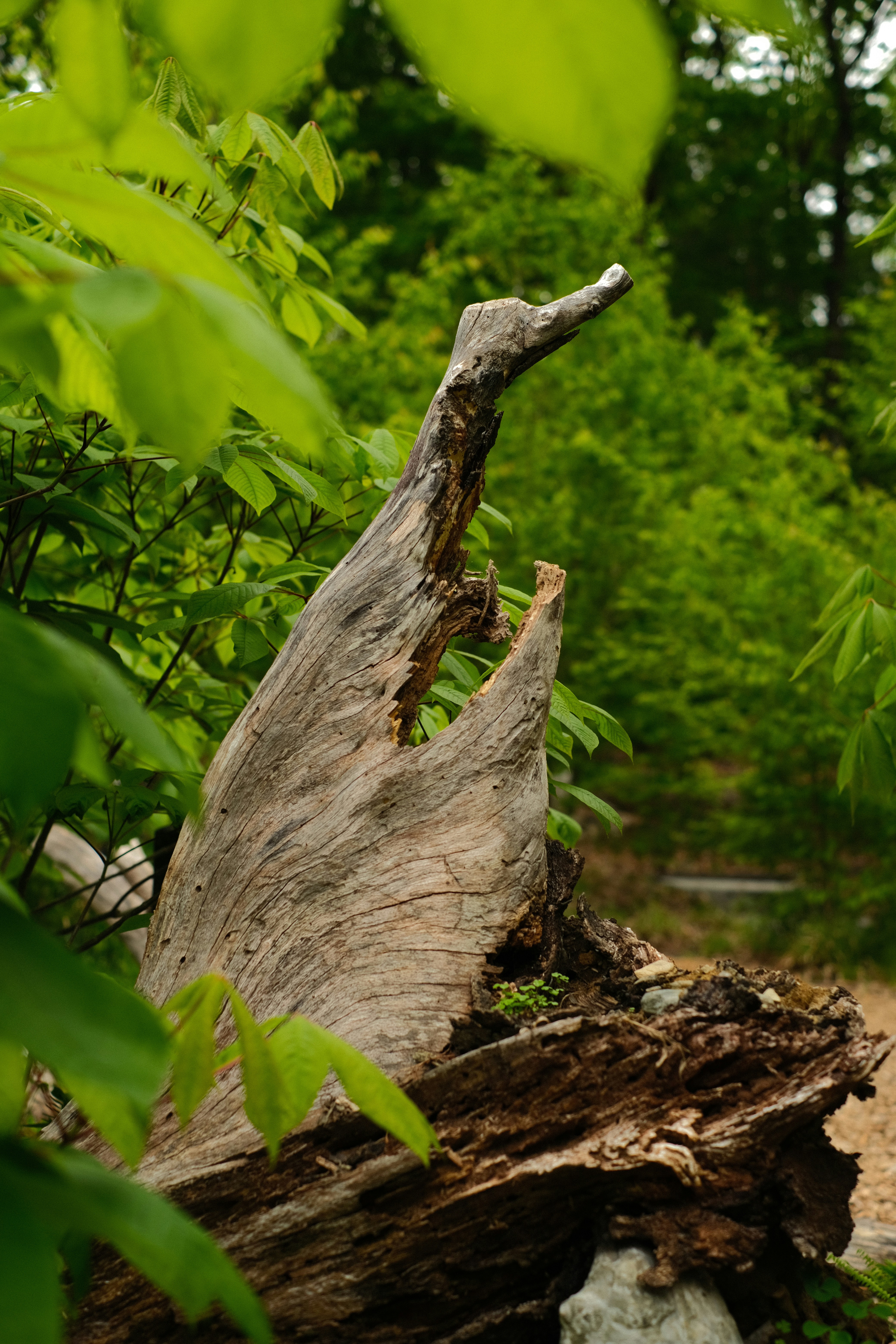 Weathered Cedar Skeleton: a Quiet Sentinel Beneath Green Canopy