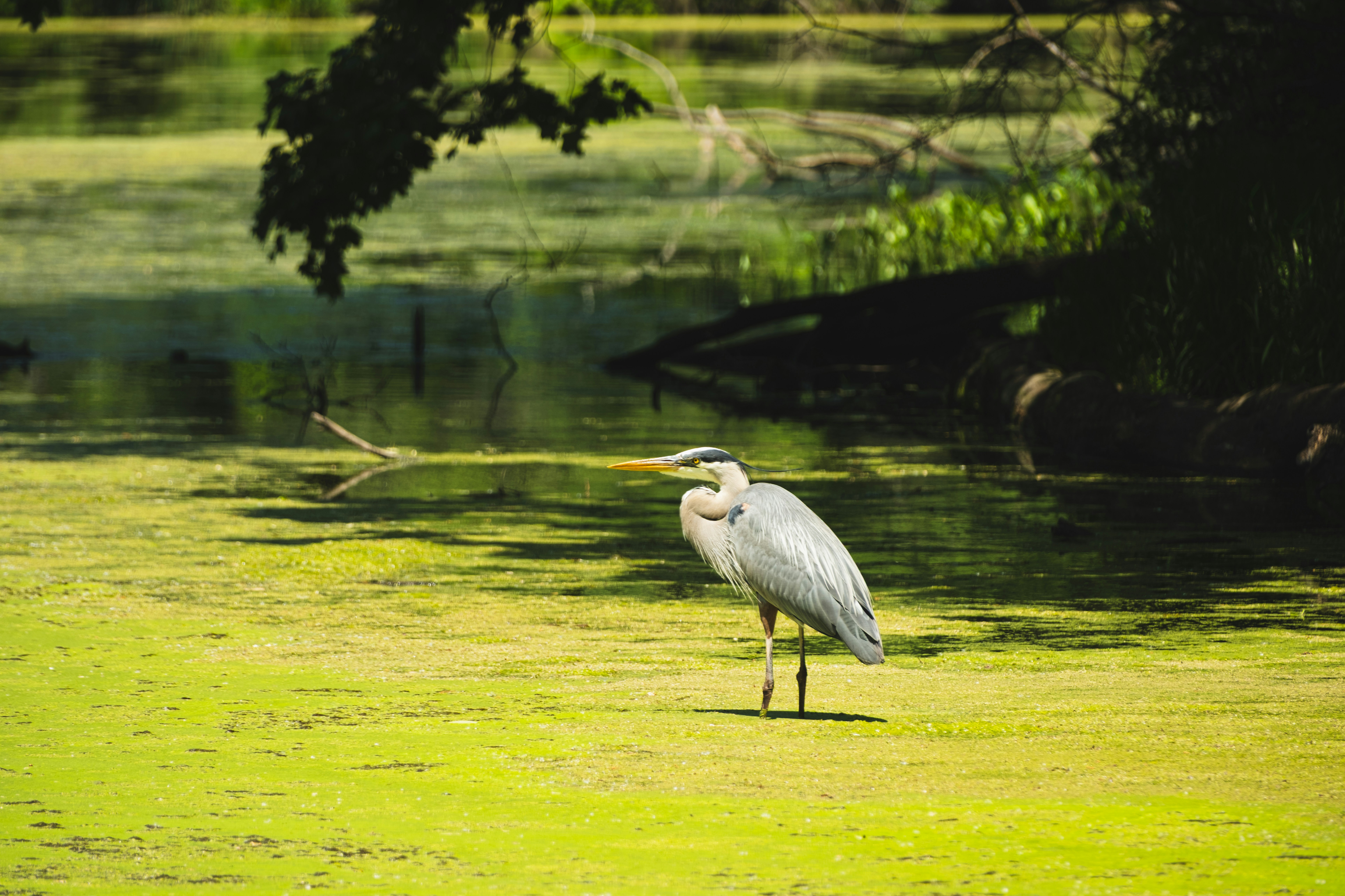 Heron in a sunlit pond blooms with green algae