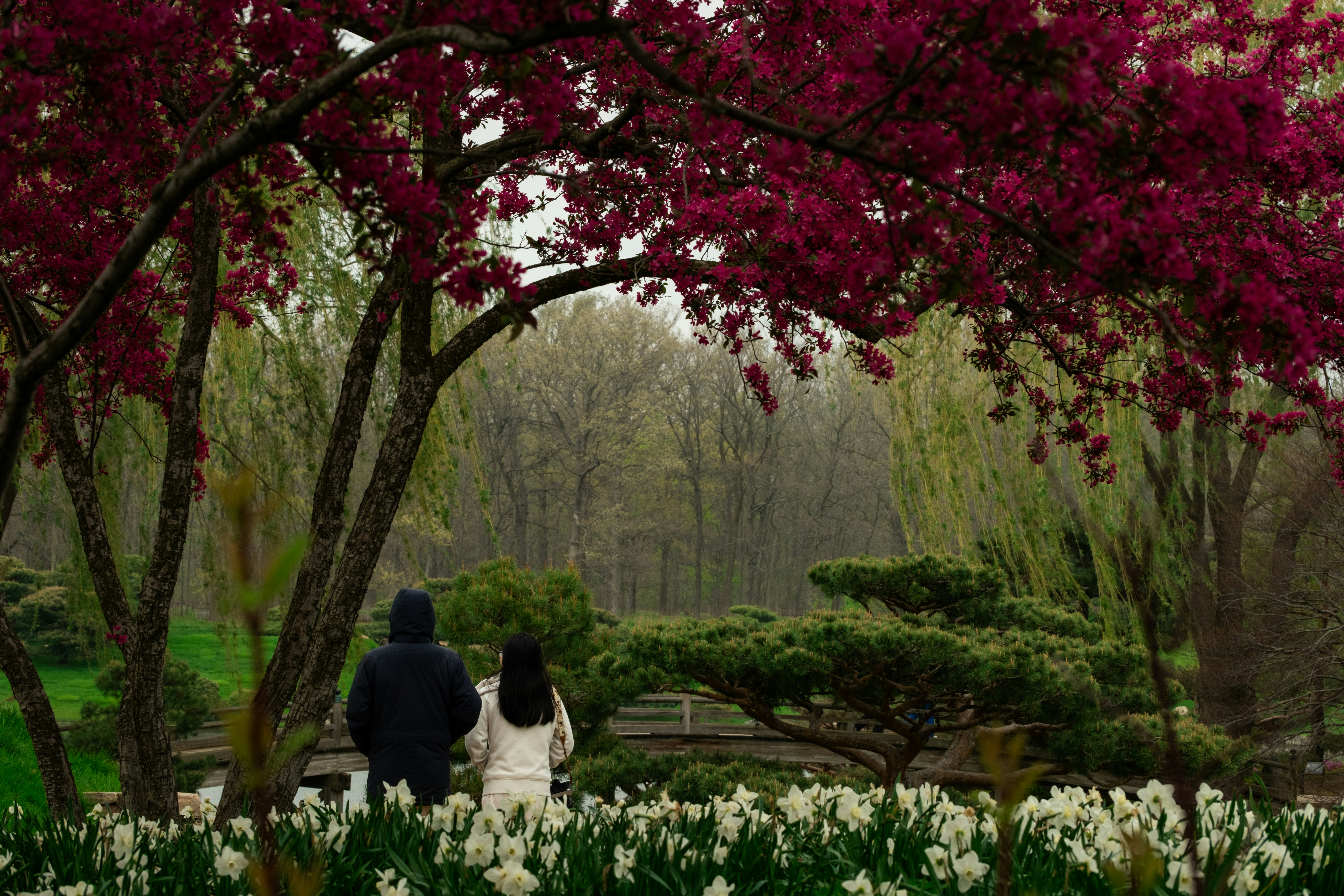 Whispers of Spring: A Quiet Moment under a Blossoming Arboreal Canopy