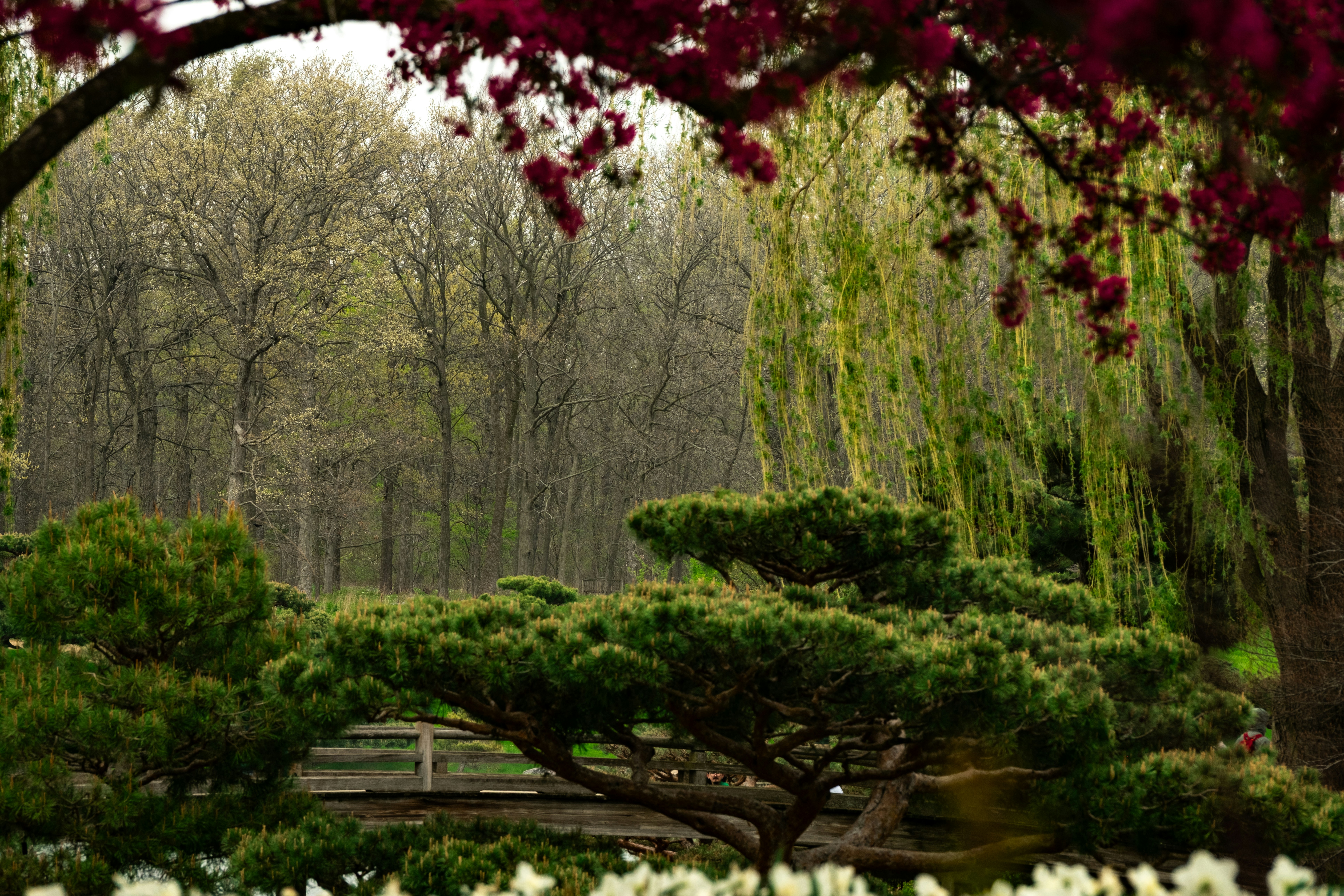 Fragrant Blossoms Over a Tranquil Garden Pond