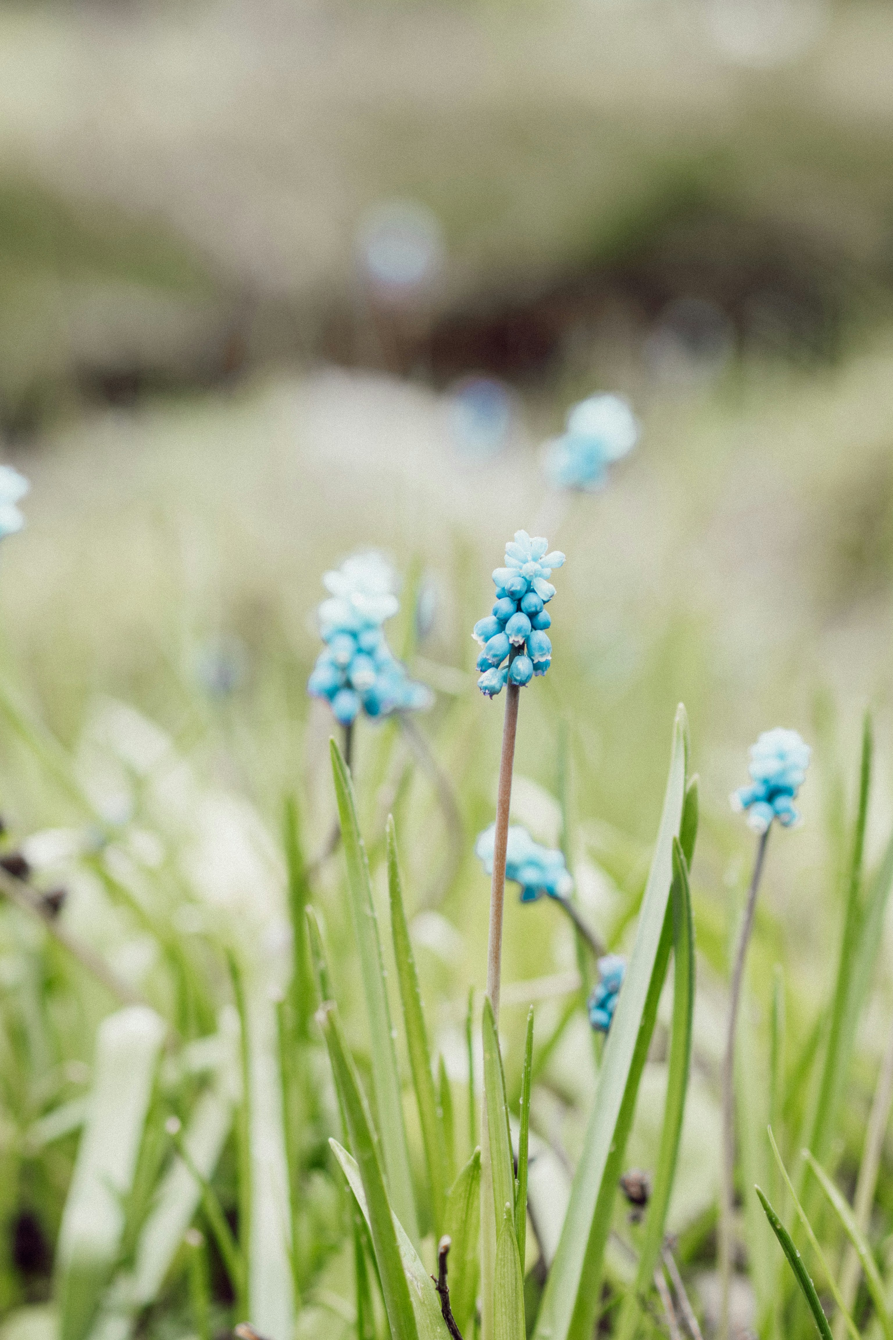 Bluebell Bloom in Soft Focus Meadow