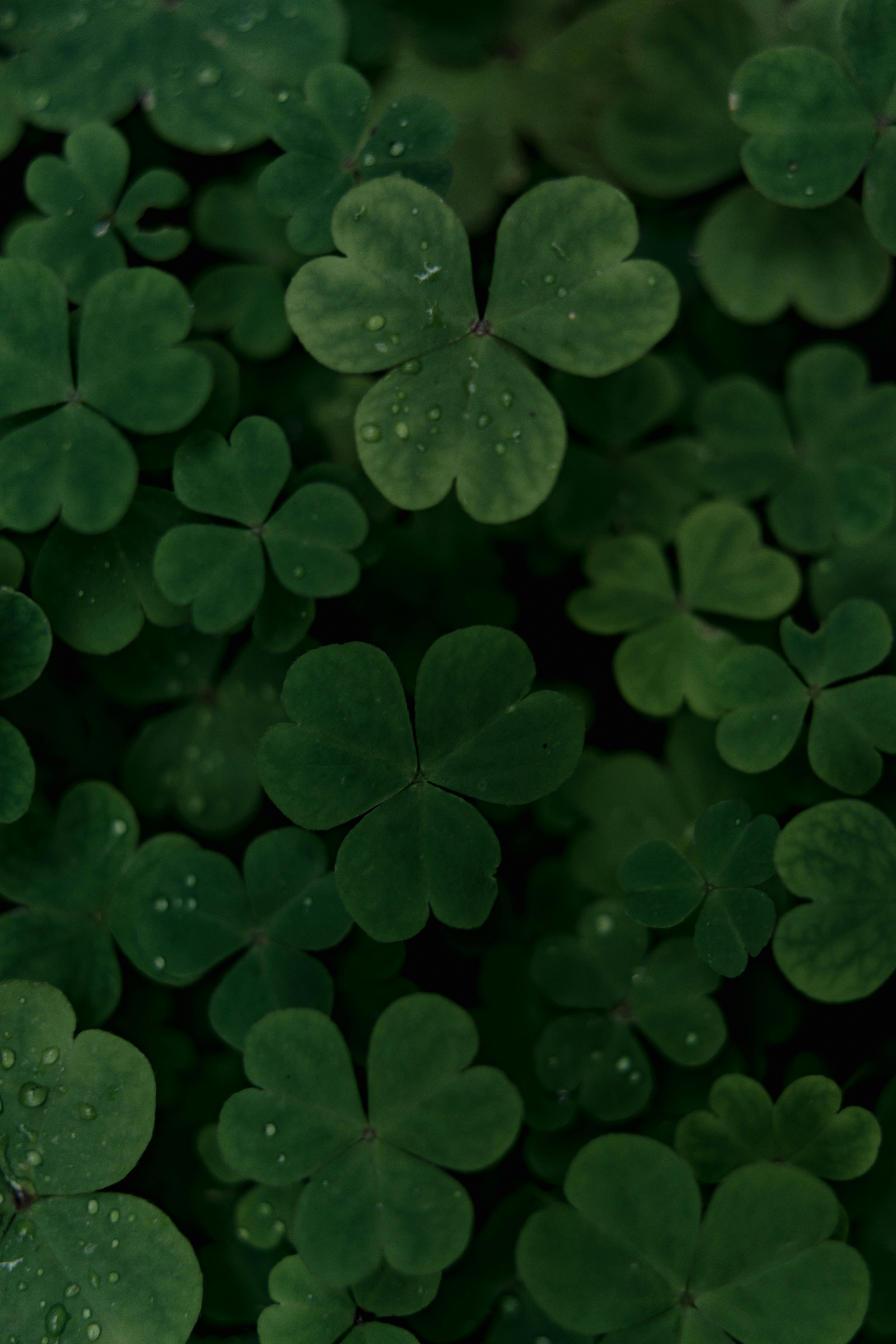 Midnight Meadow: Close-Quarter Clover Close-Up