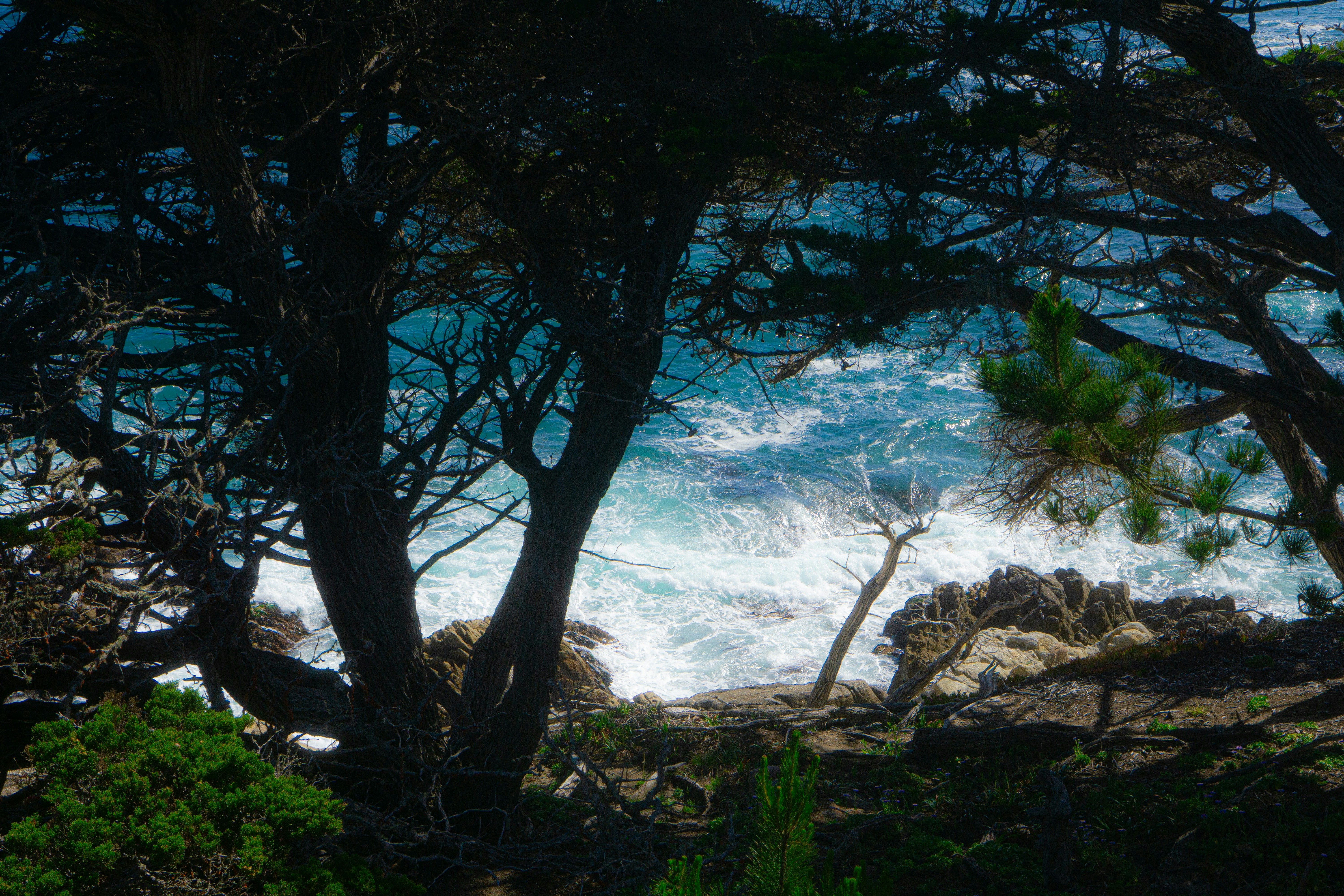 Sea-Born Clearing: Sunlit Shore Through Tree Arches