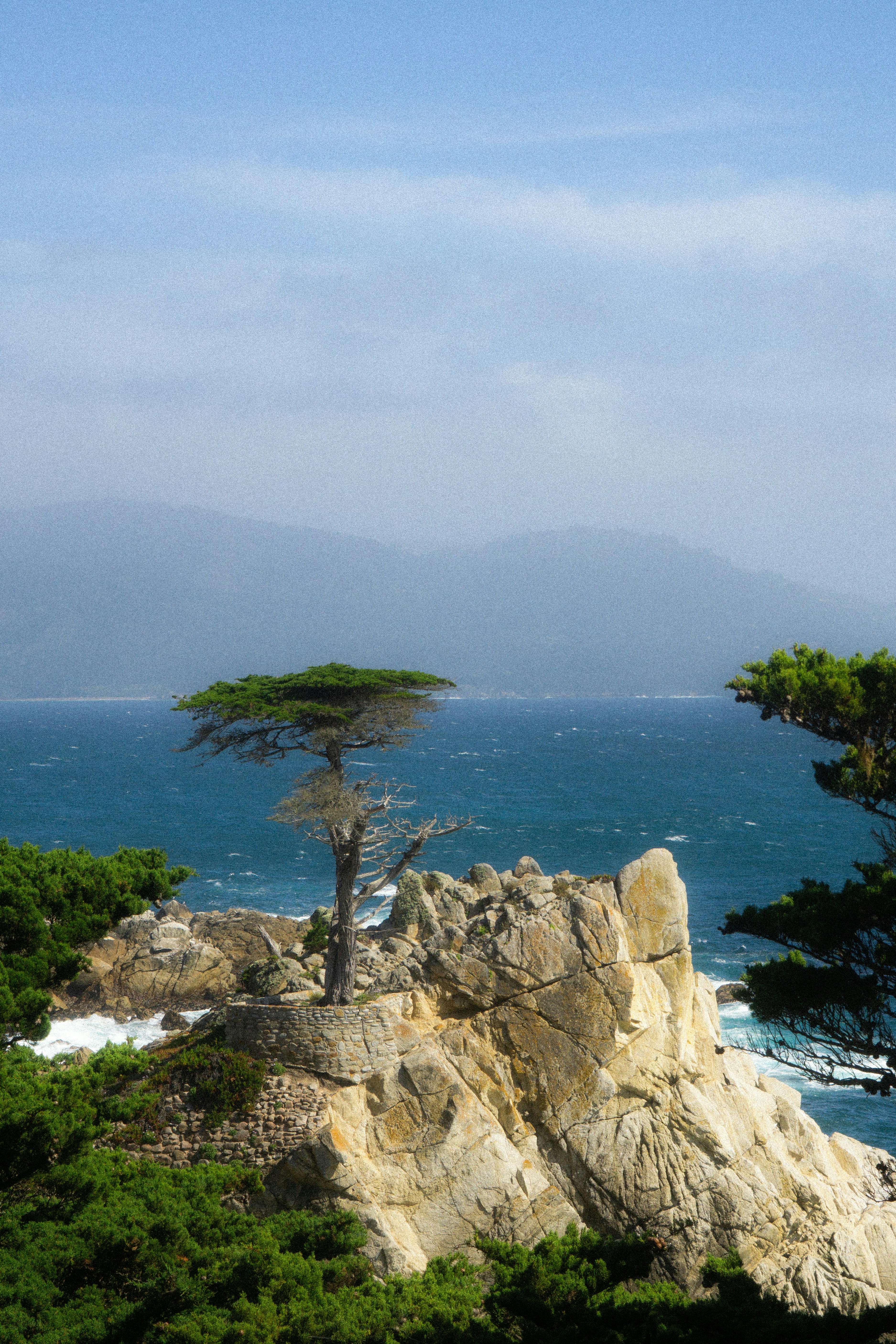 Wind-Sculpted Tree Standing Guard on a Rugged Seacliff