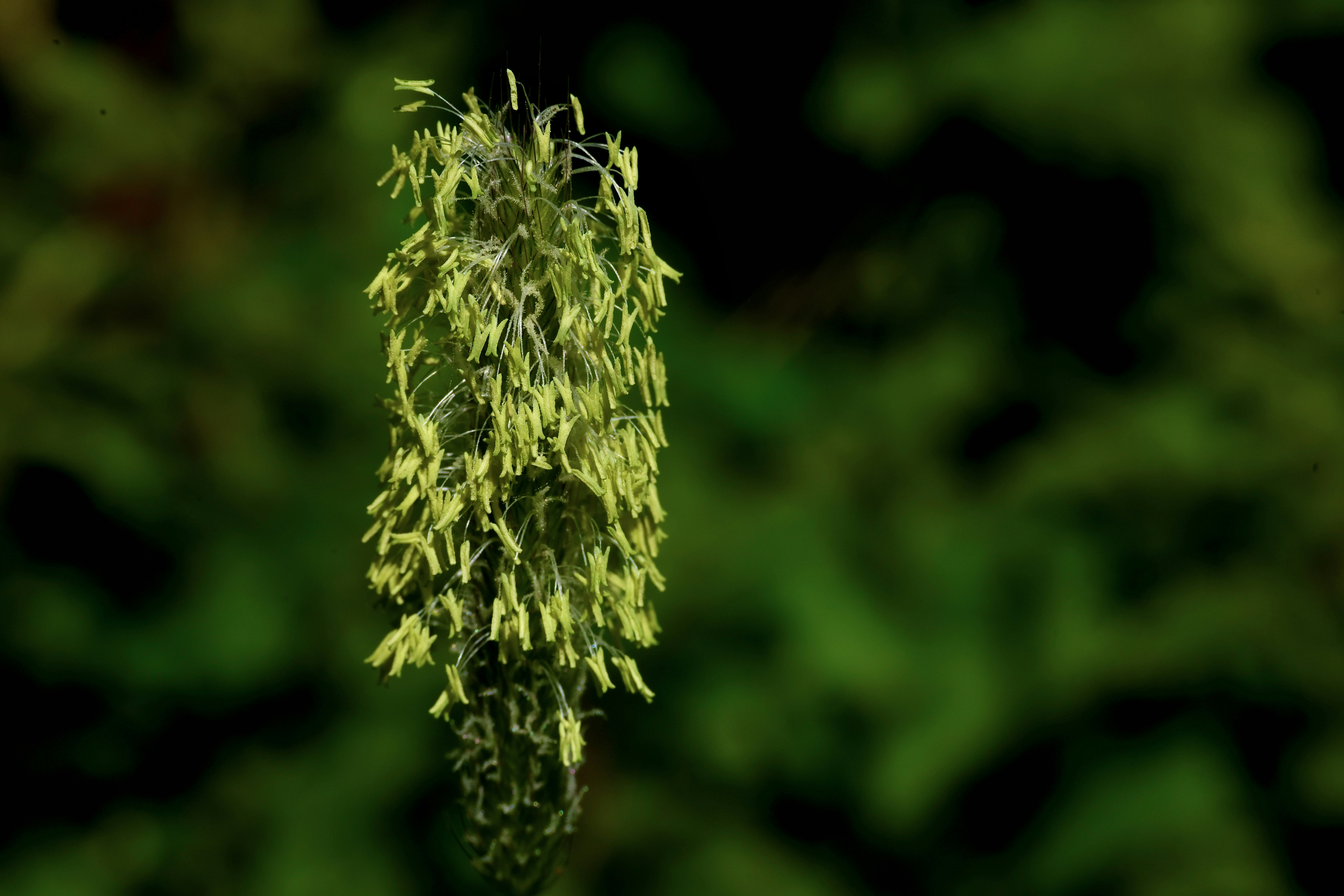 Lampshade of Morning Droplets: a close-up of a hanging seed head against a forest backdrop