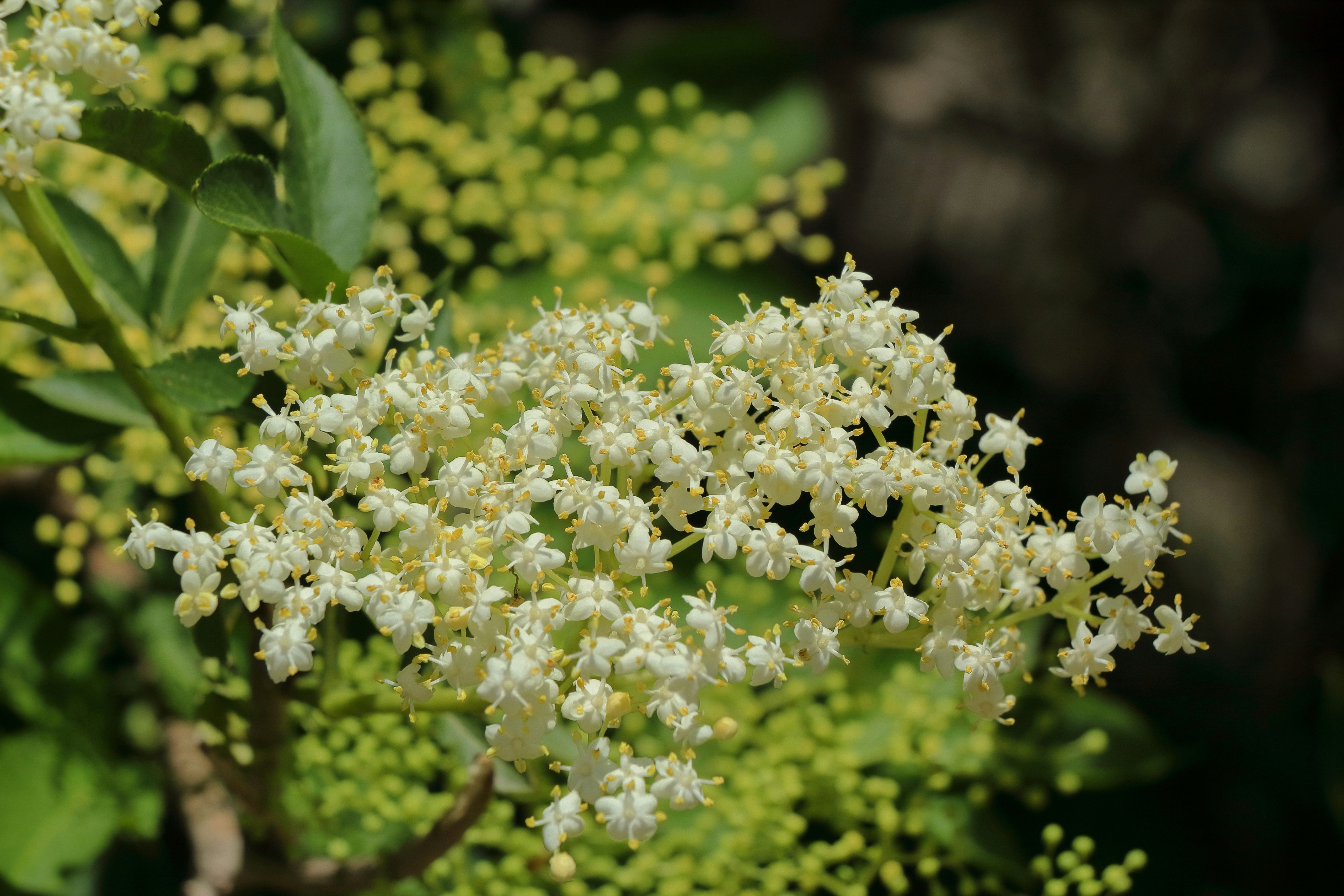 White lace clusters in a sunlit shrub