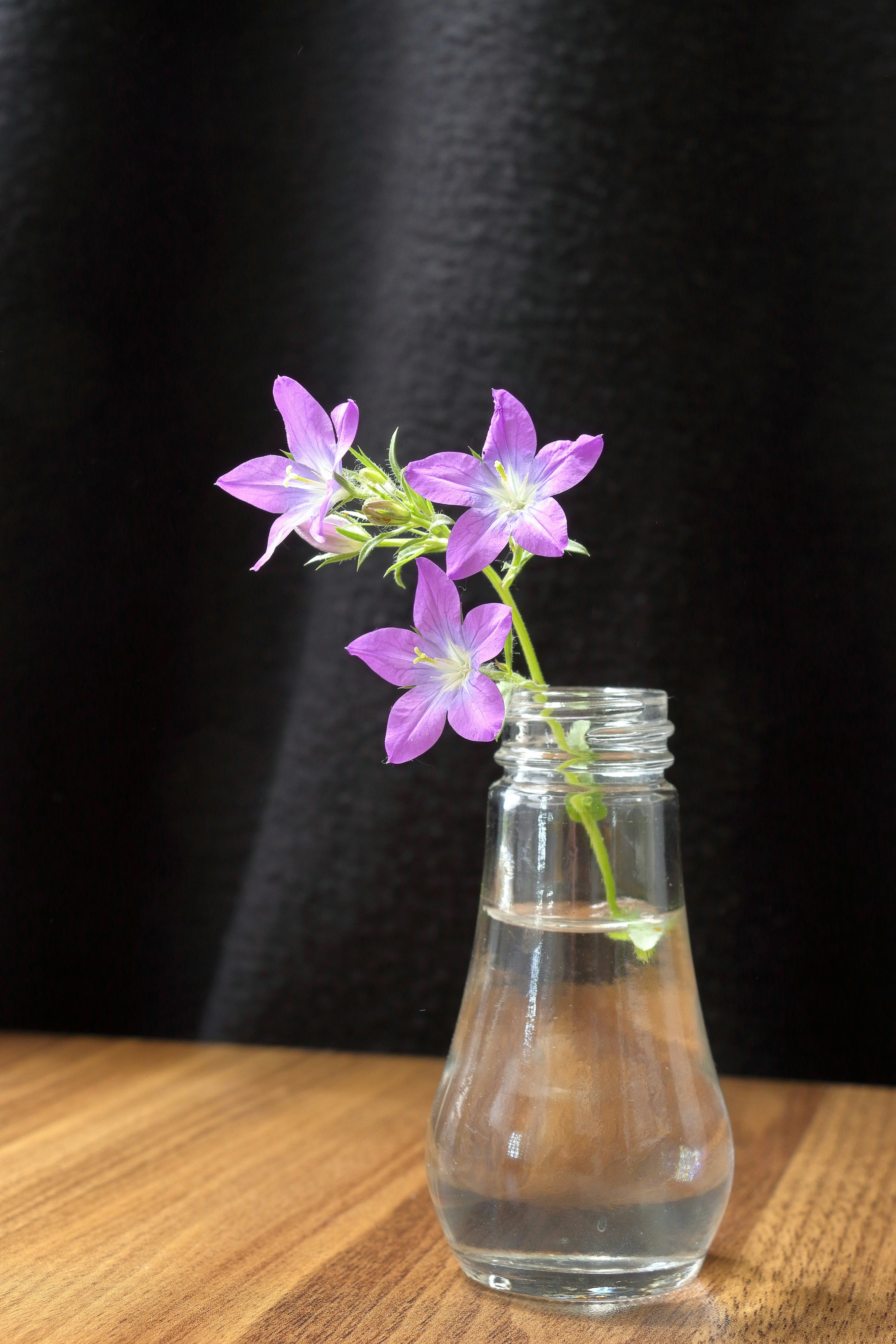 Violet Blooms in a Glass Vessel: Delicate Still Life