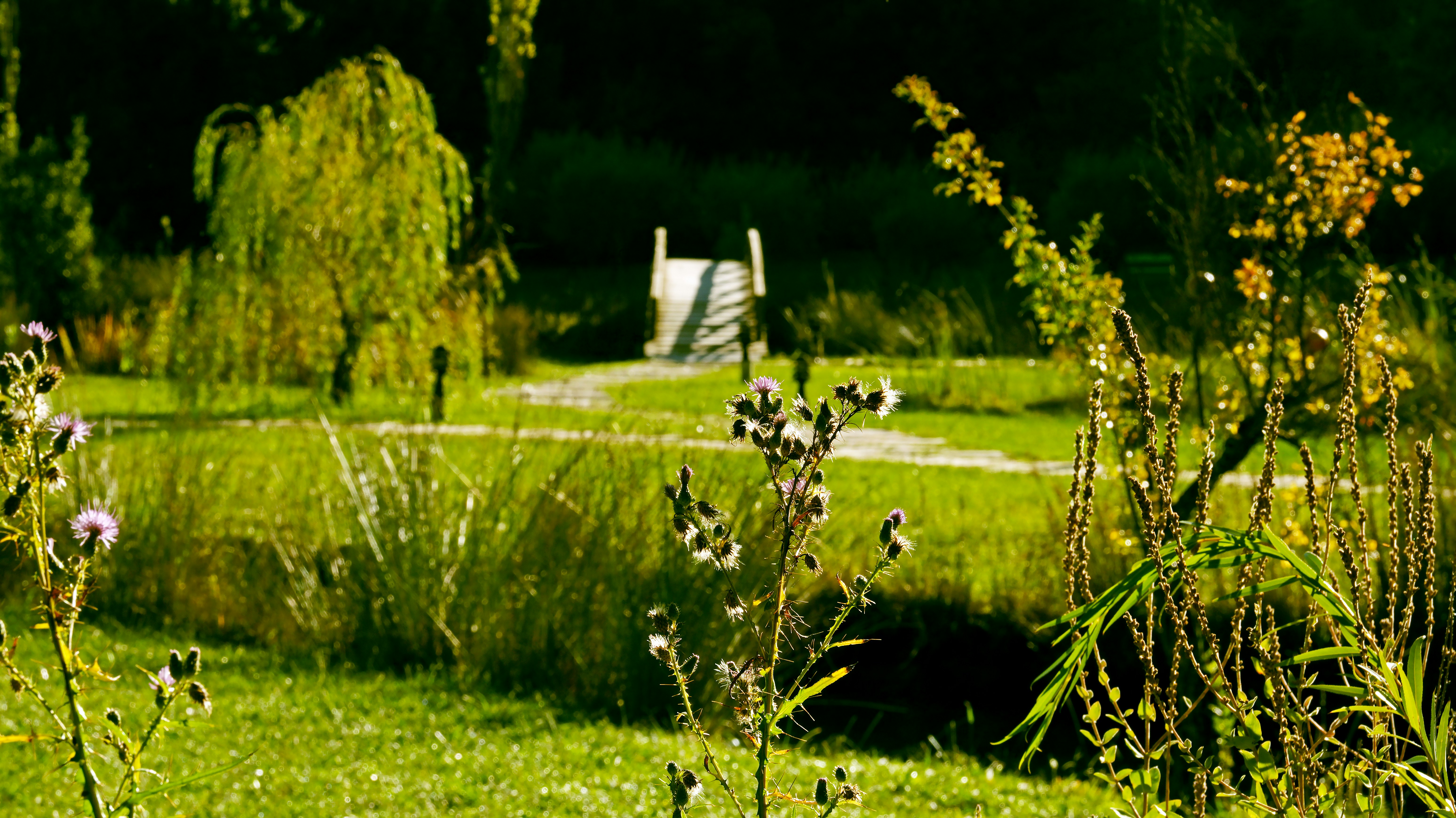 Sunlit Verge: A Quiet Park Path Toward a Bridge