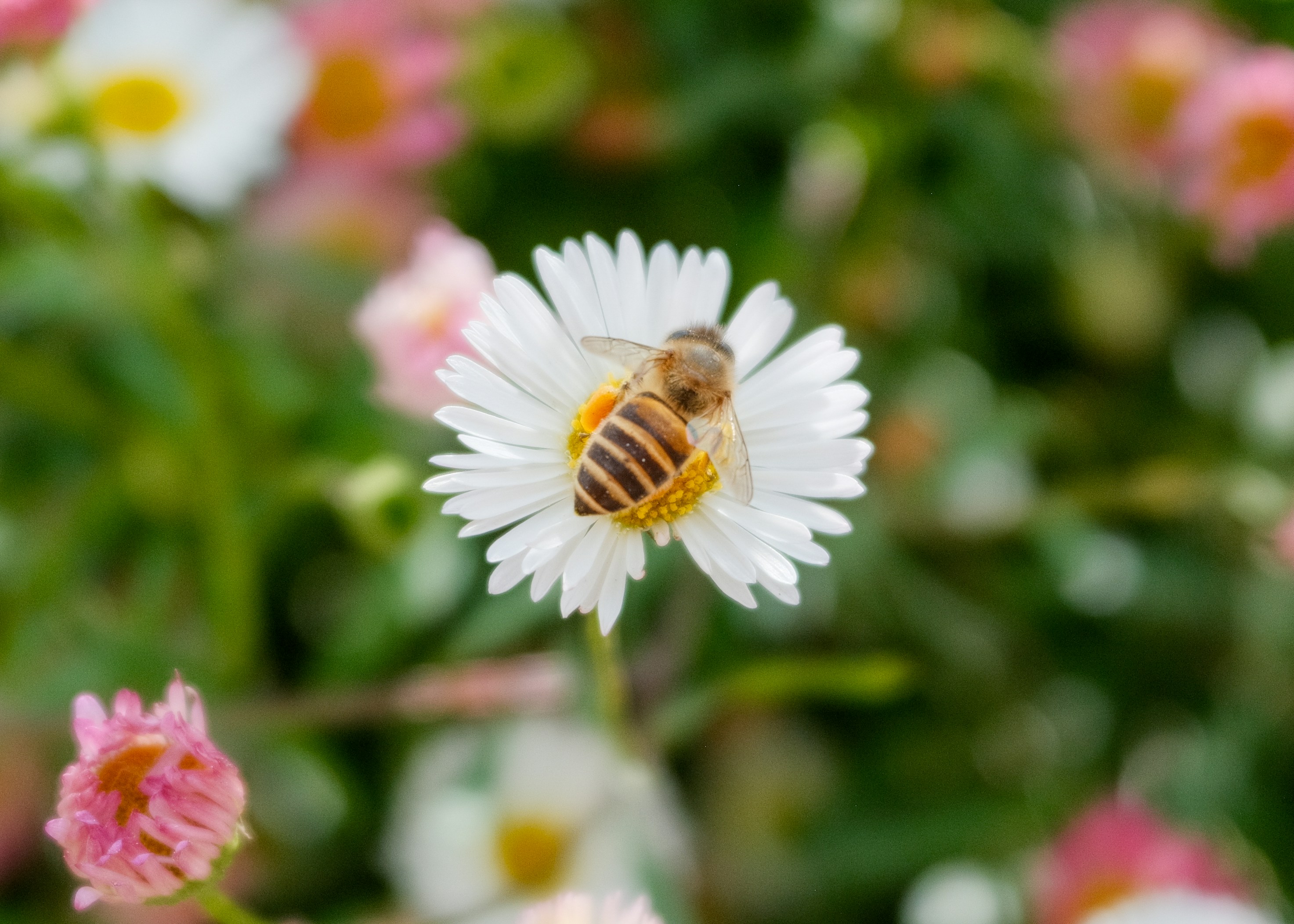 Honeybee on a White Daisy: A Moment of Pollinator Focus