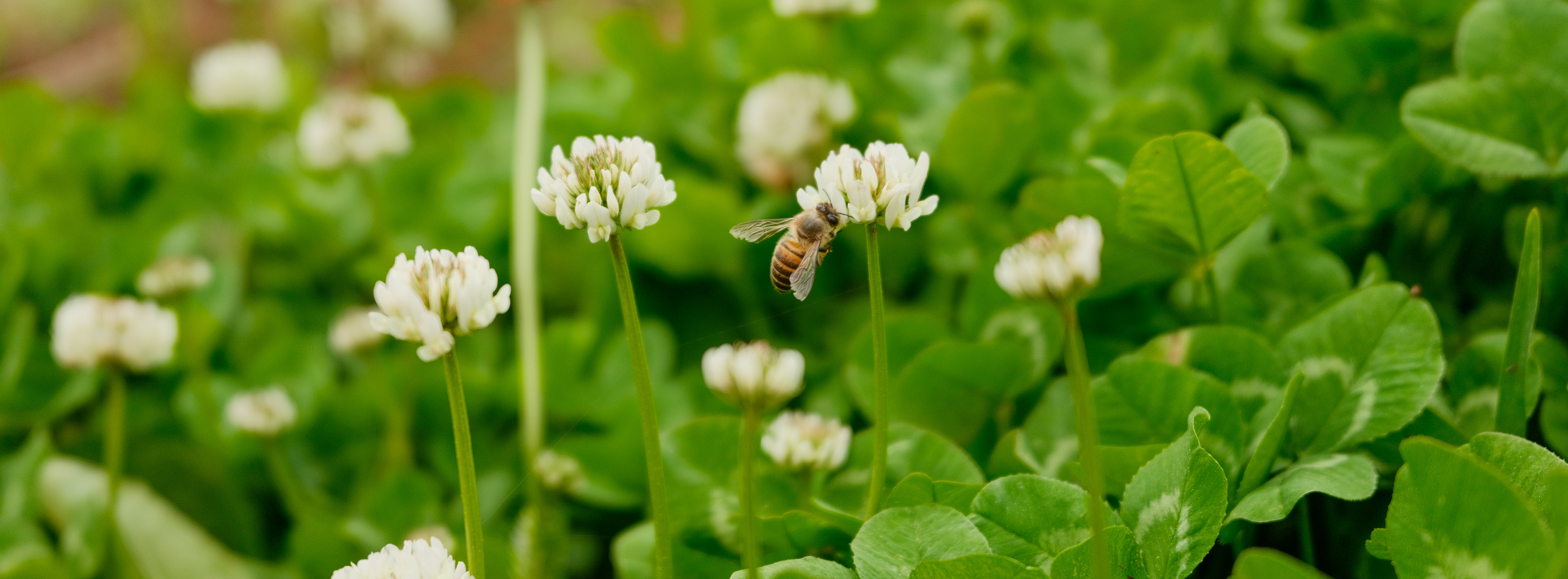 Bee in Quiet Bloom: A Bumble Hovering Among White Clover