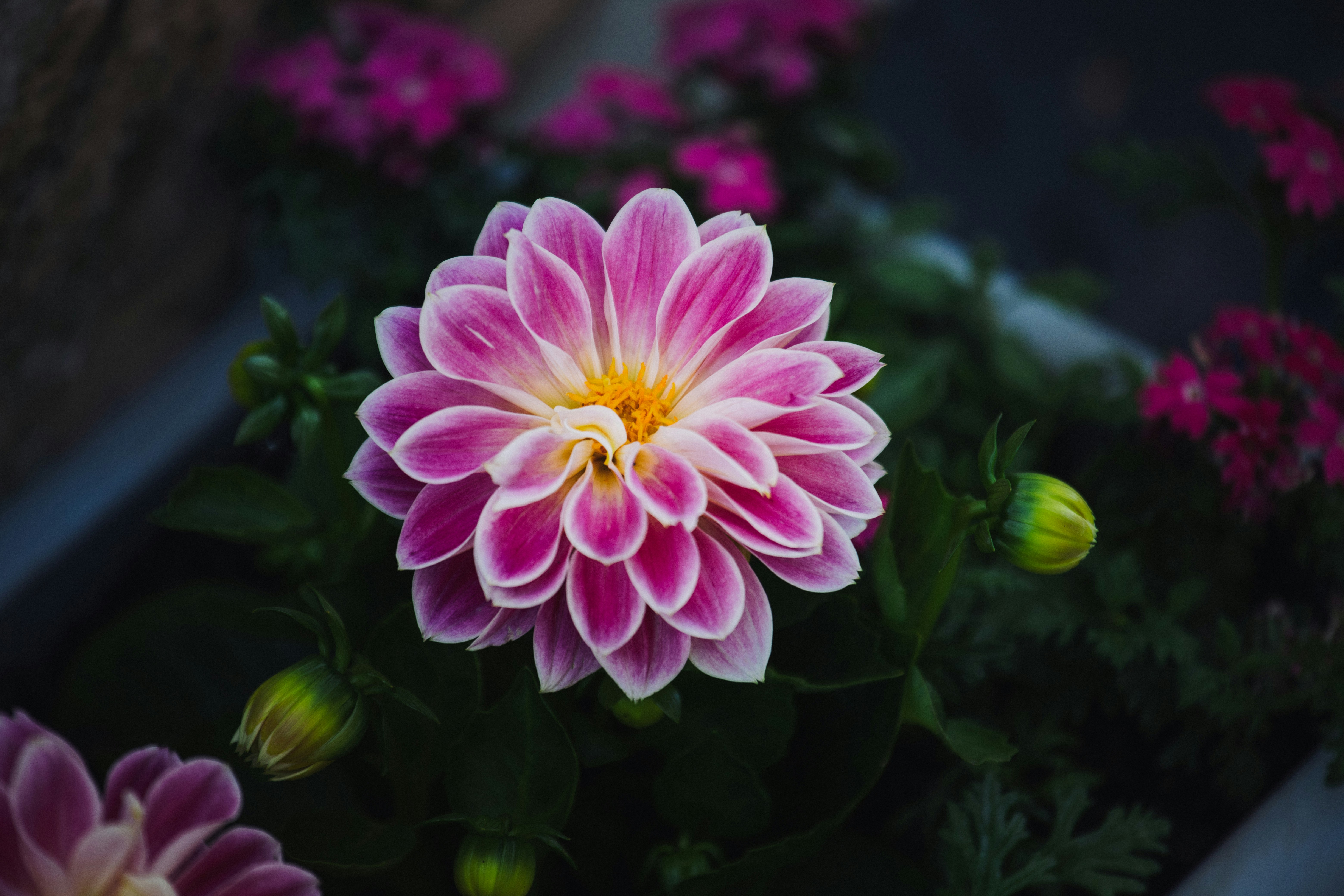 Peony in Soft Spotlight: Pink Petals and Moonlight Center
