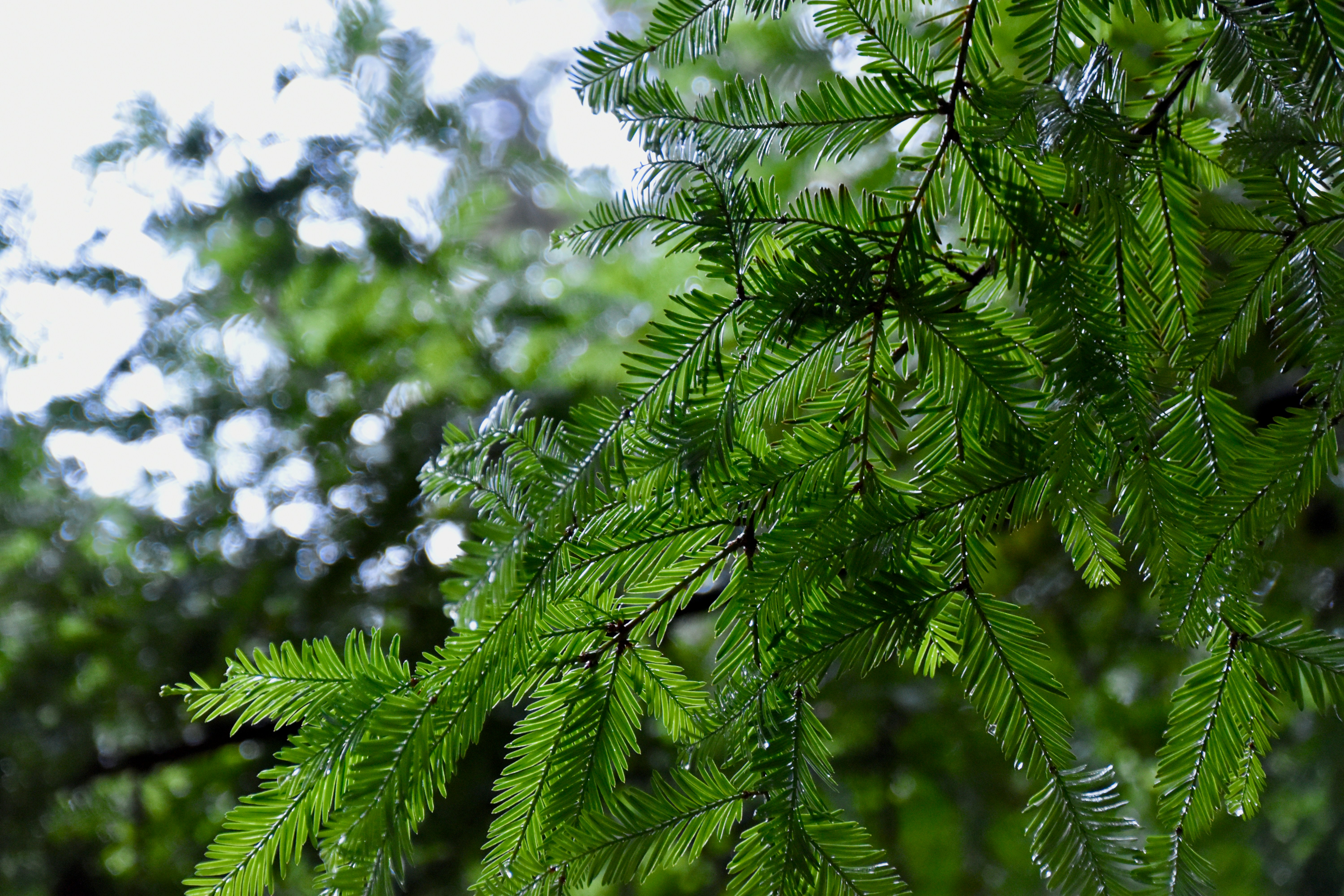 Emerald Fern Threads in Afternoon Light