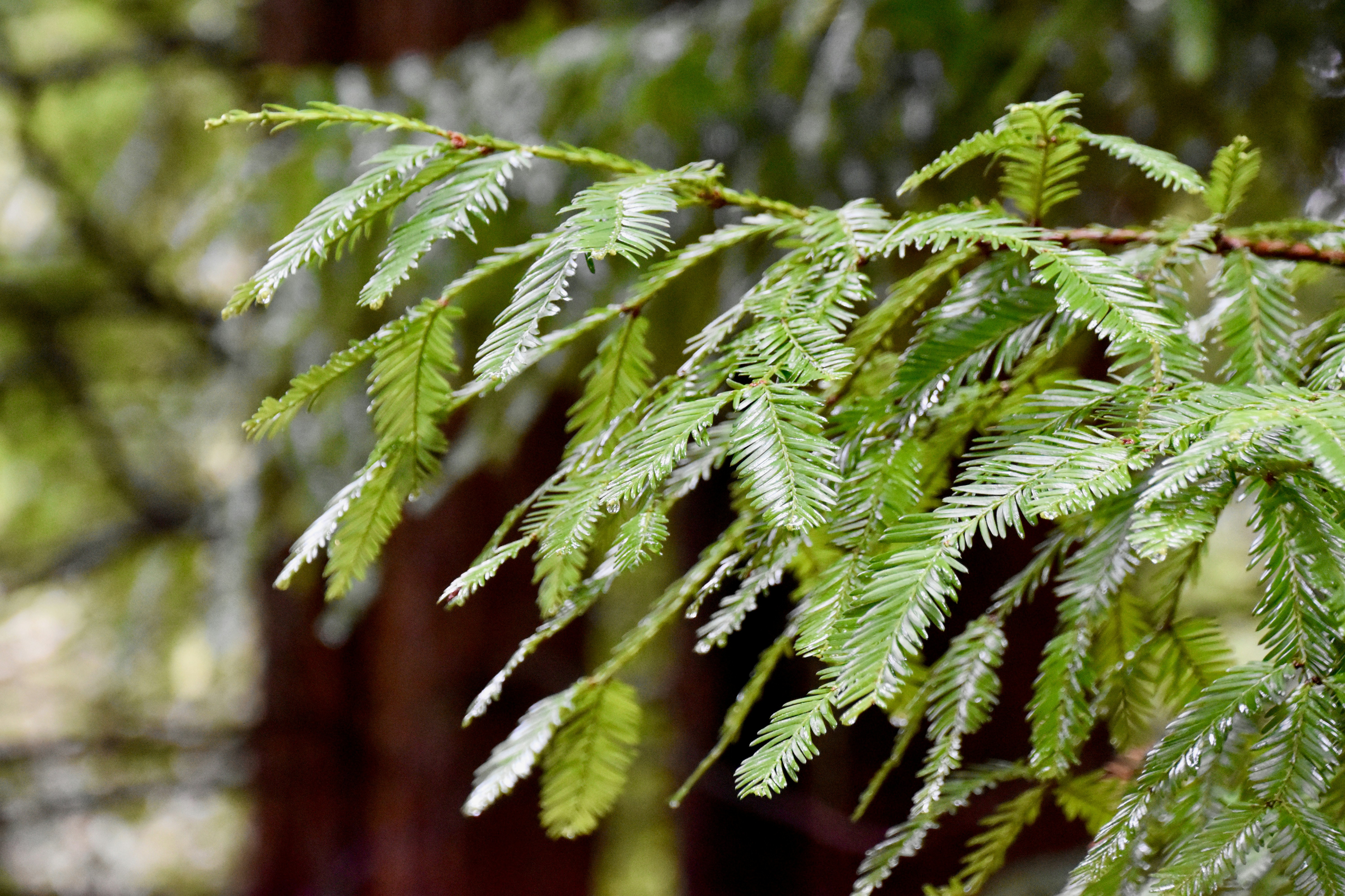 Verdant Fronds in Focus: A Quiet Branch With Serrated Texture