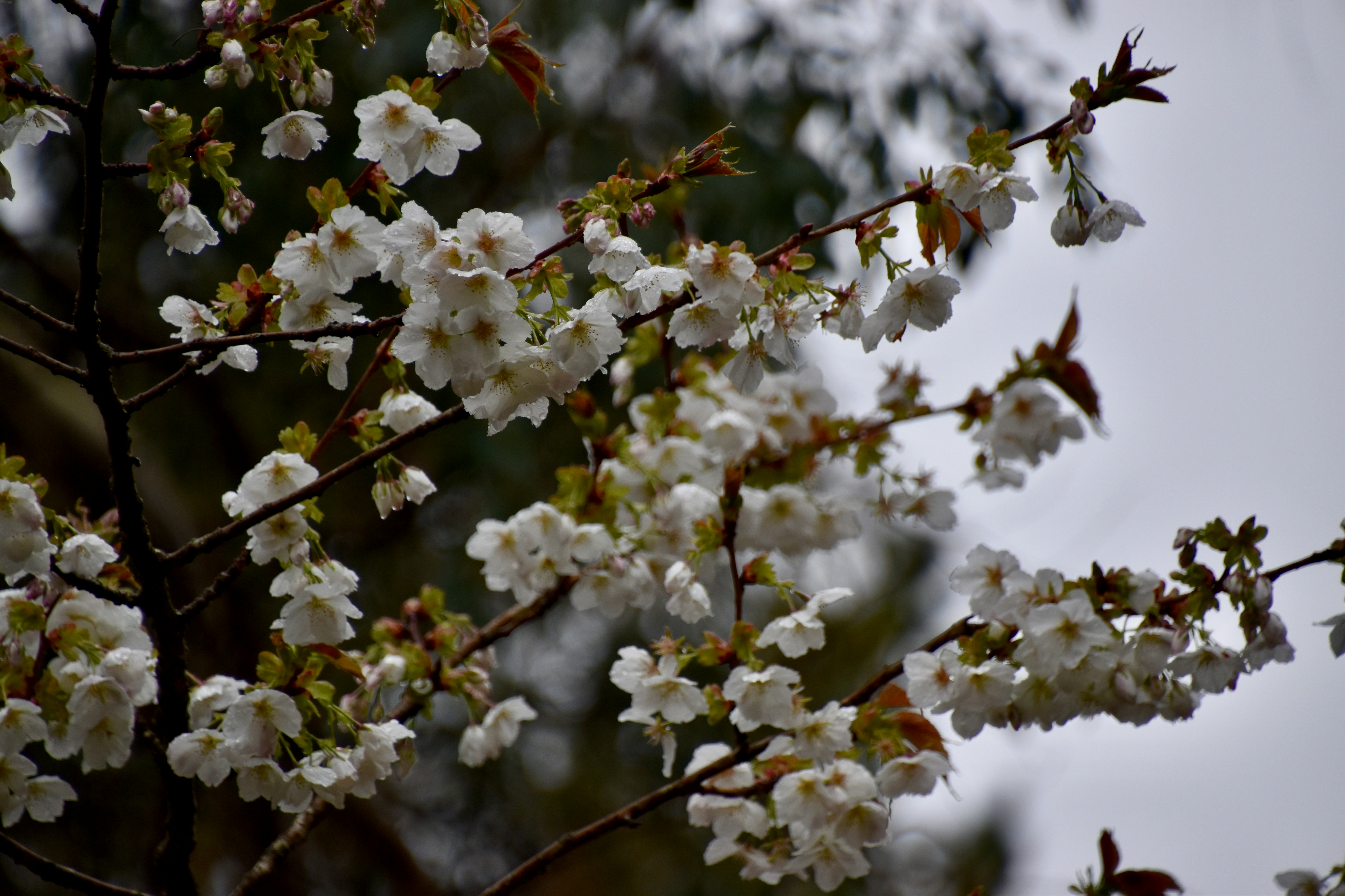 White blossom cluster in soft daylight against a blurred backdrop