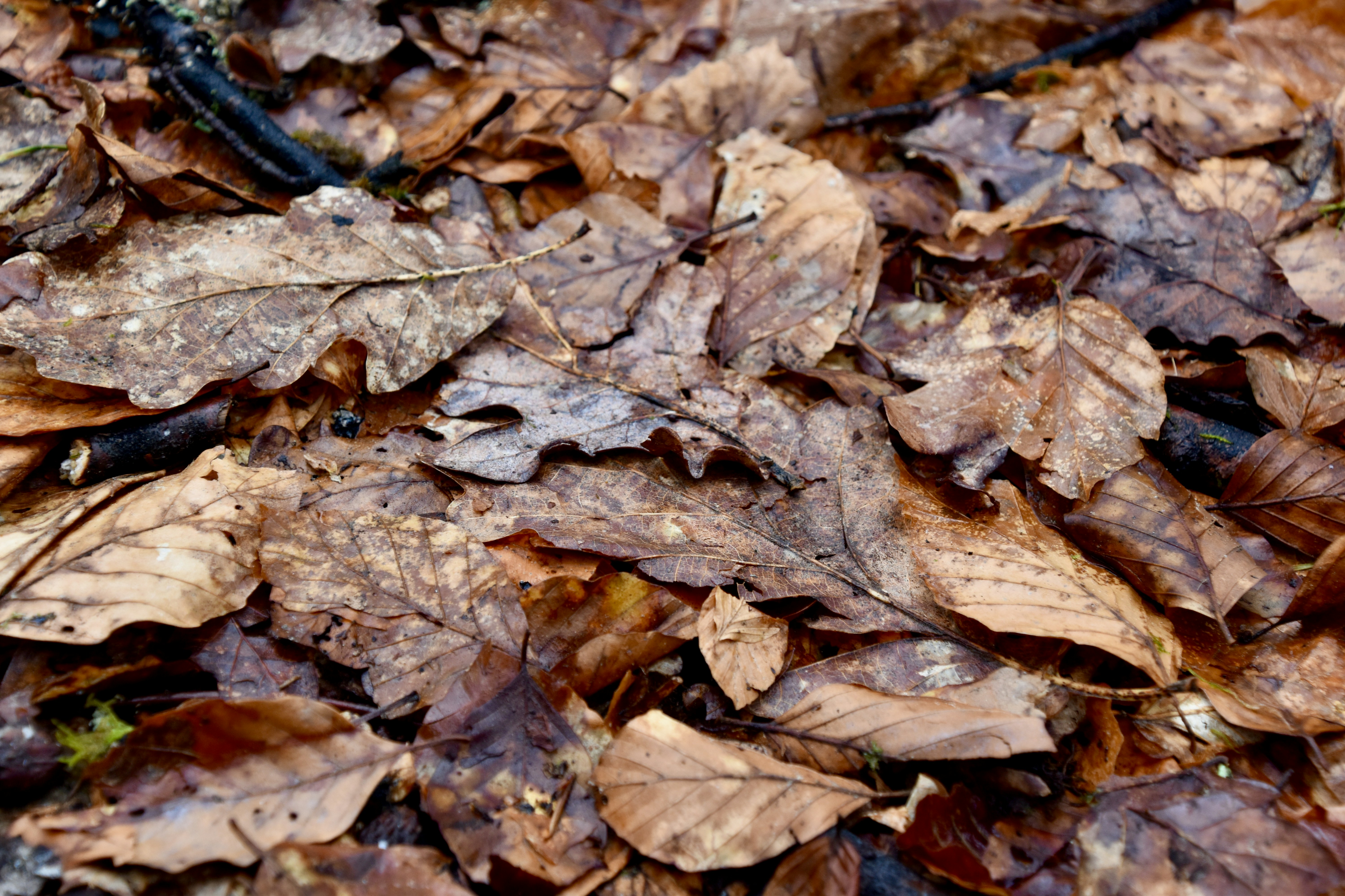Autumn Leaf Mosaic on a Forest Floor