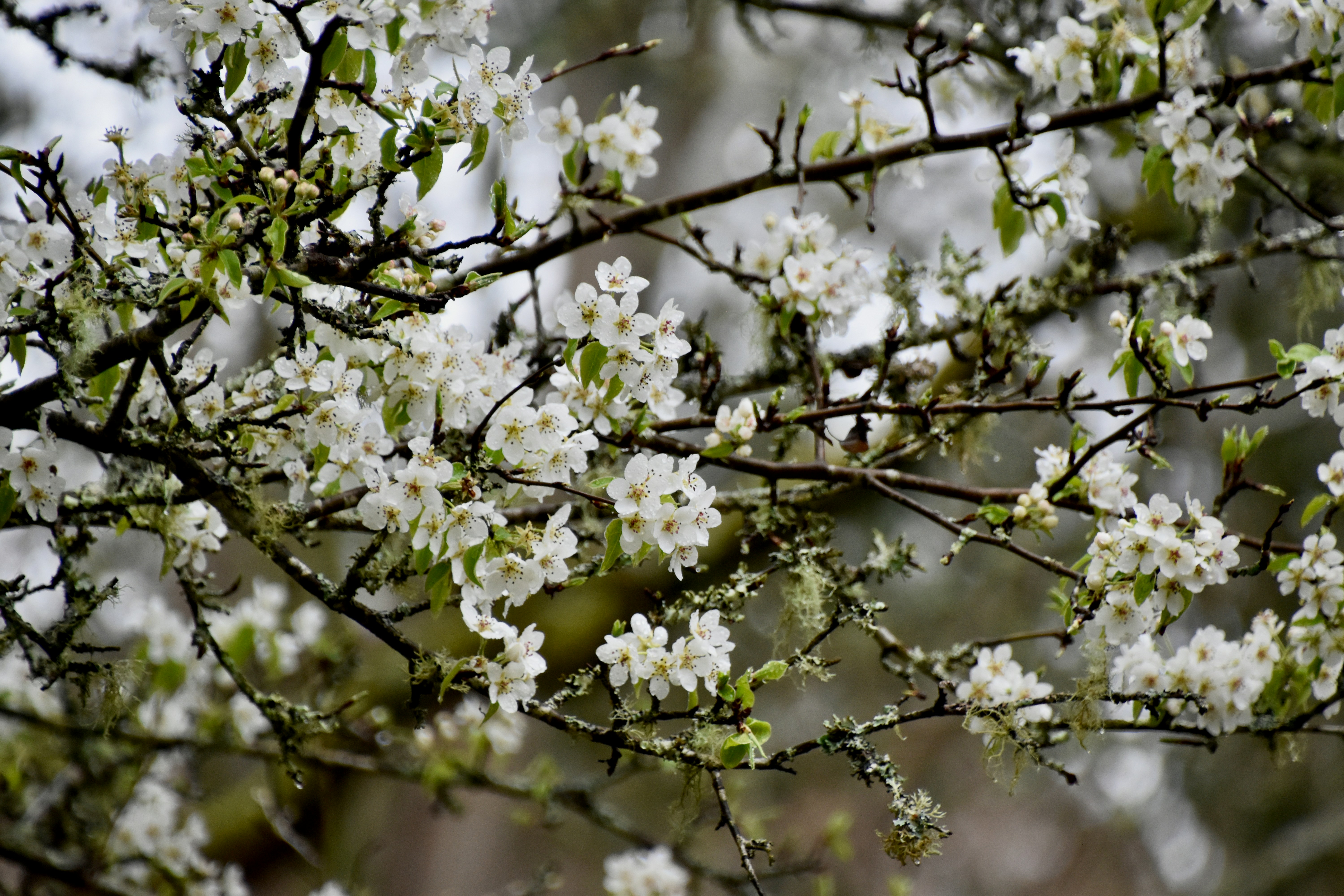 Blossoms on a Quiet Branch: A Close-Up of Spring Florals