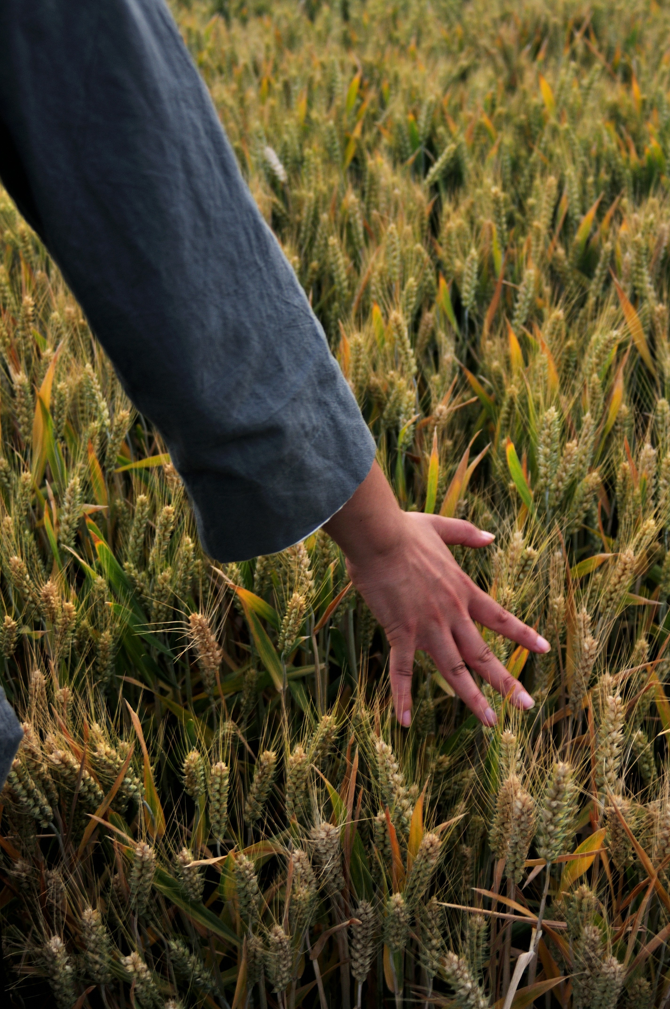 Field Hand in Grain: A Quiet Gesture Amongst Golden Heads