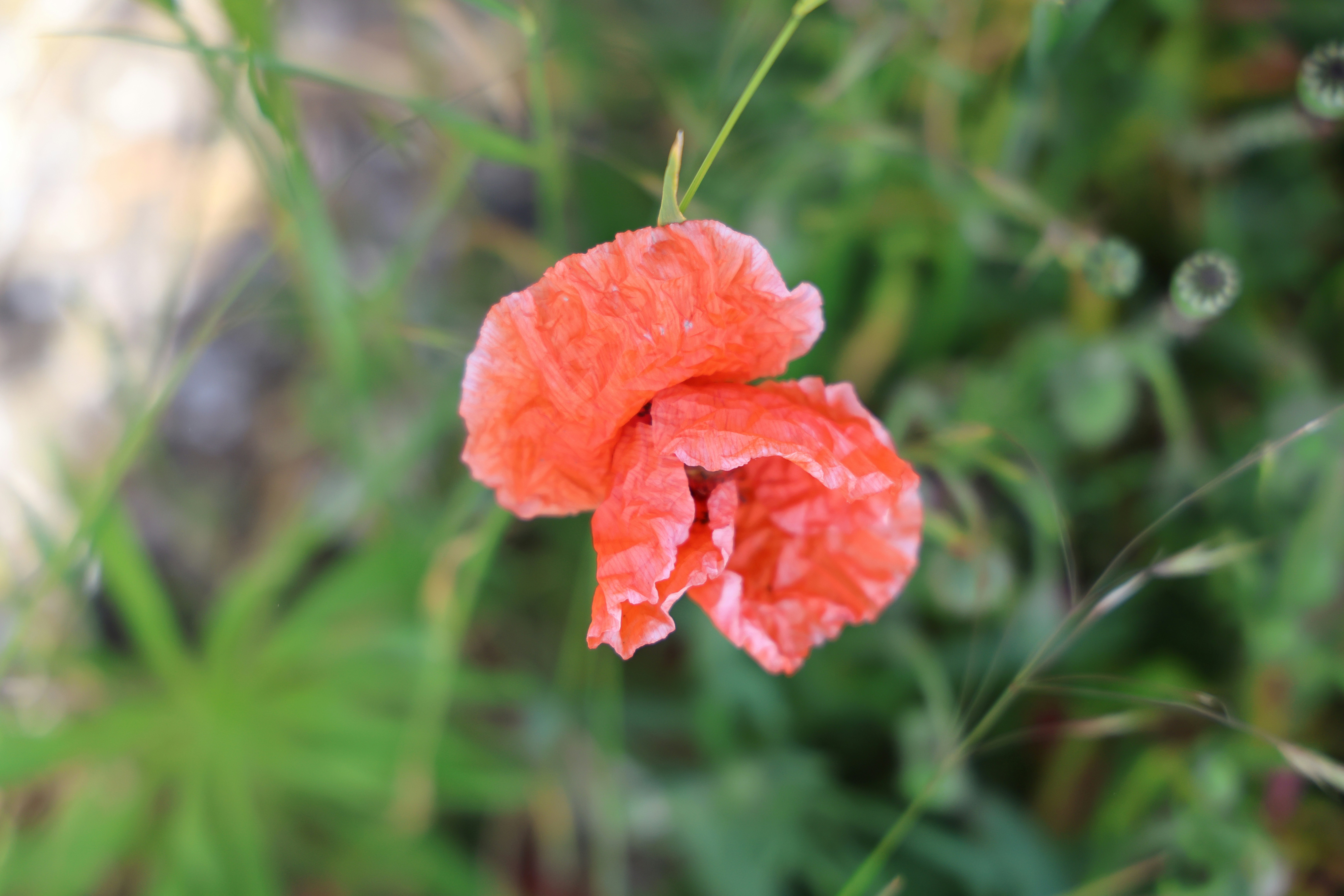 Crimson Petal in Focus: A Fragile Bloom Against Verdant Whimsy