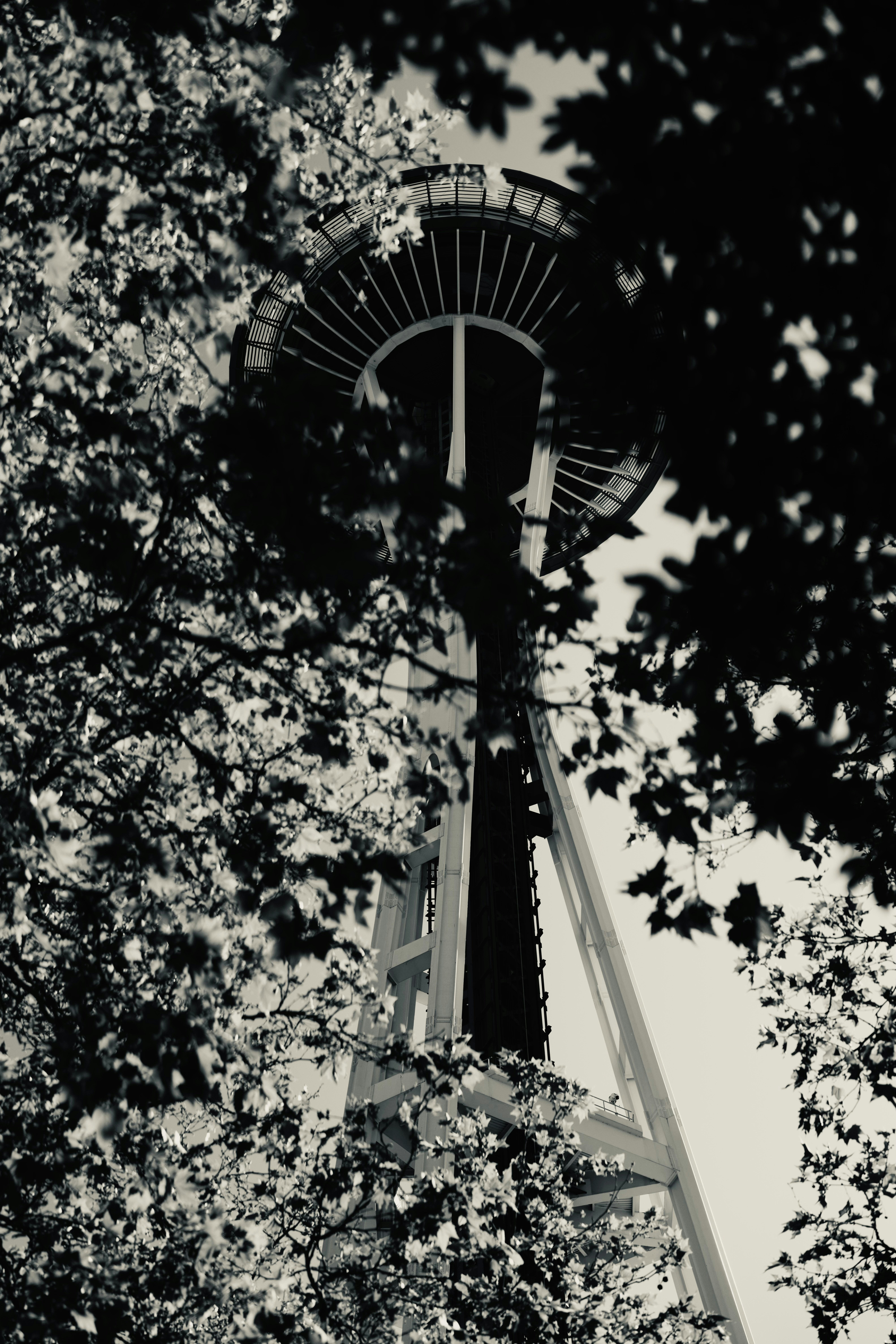 Shadowed Spire: A Memorial Tower Framed by Leaves
