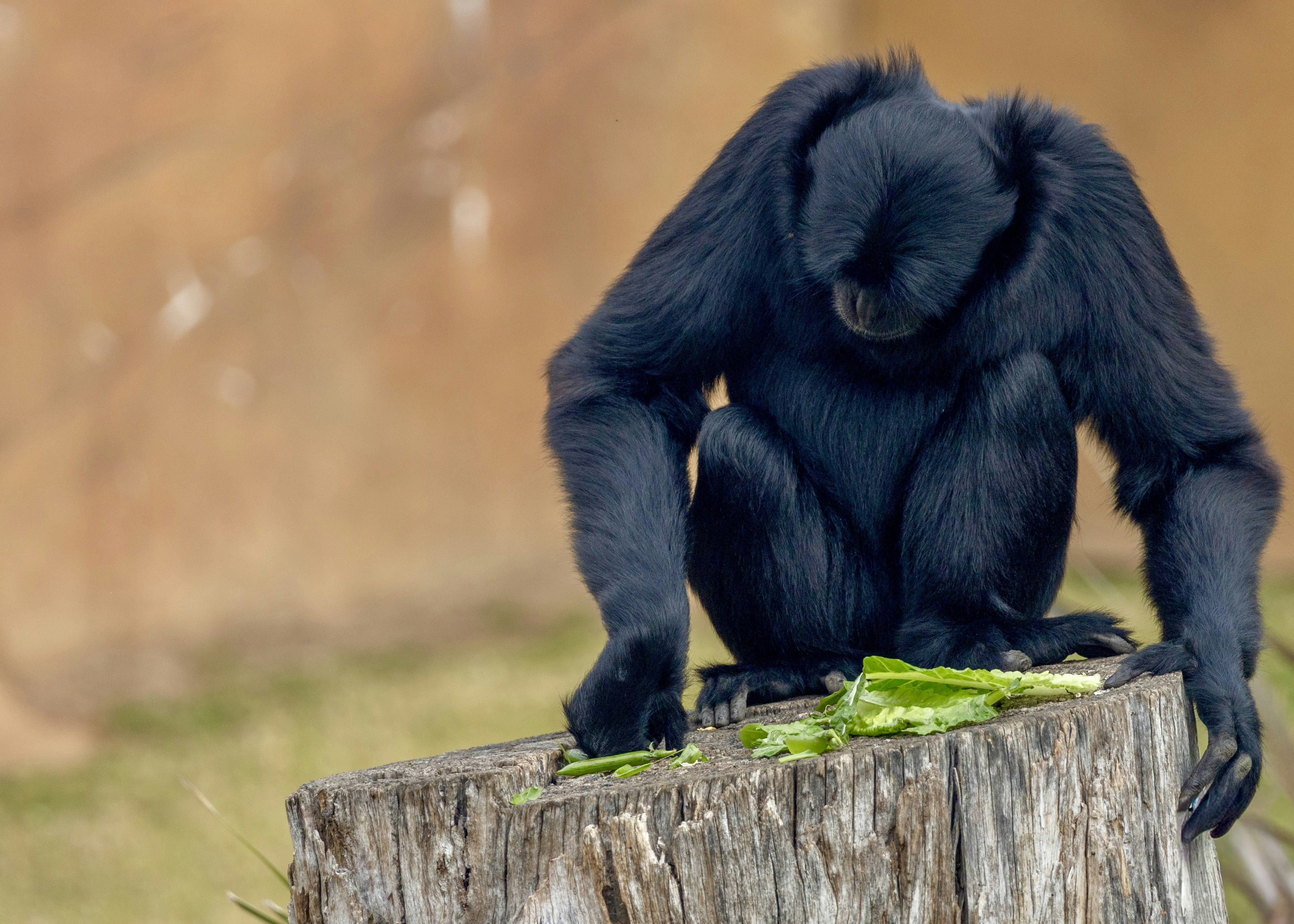 Primer at the Log: A thoughtful moment of a chimpanzee with greens