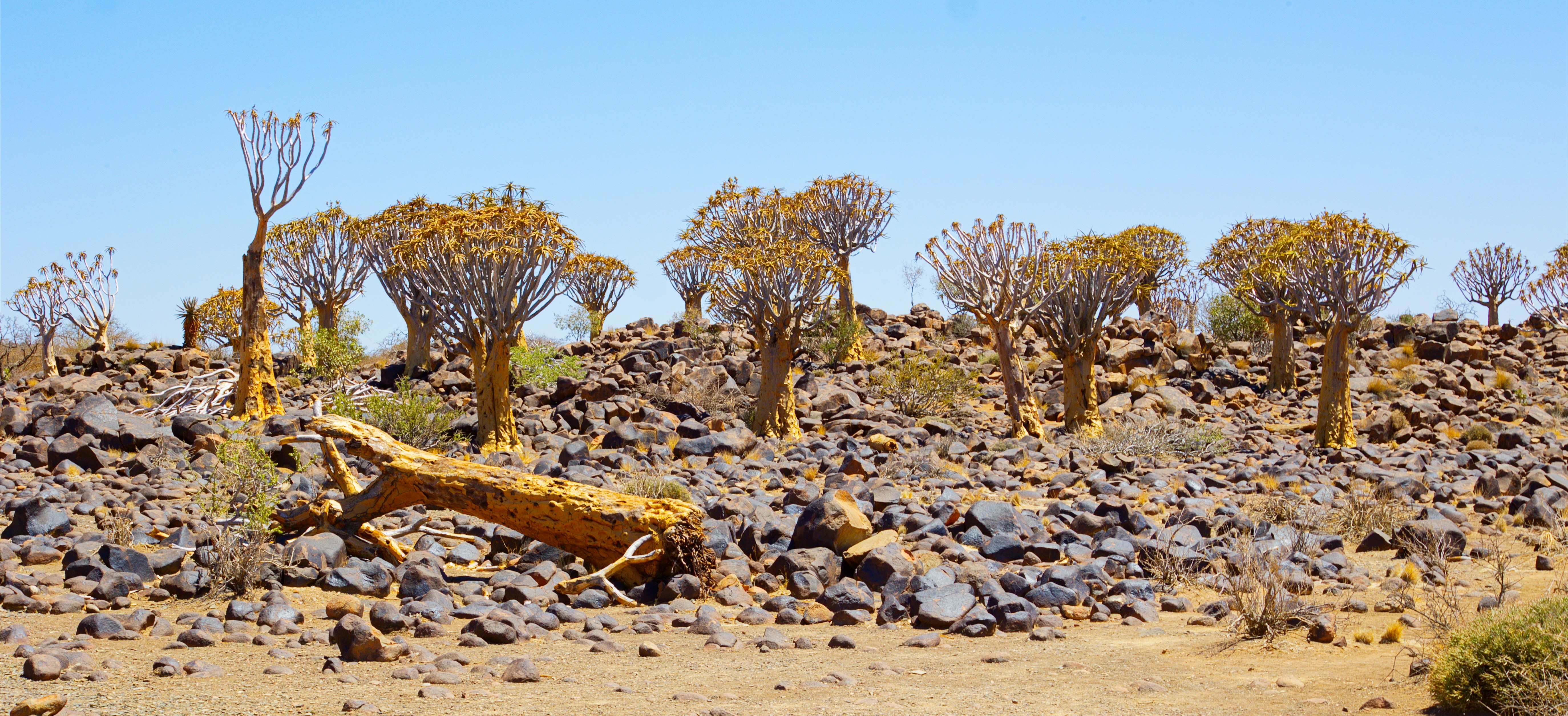 Desert Skeletons: Lone Trees Emergence Across Pebbled Plain