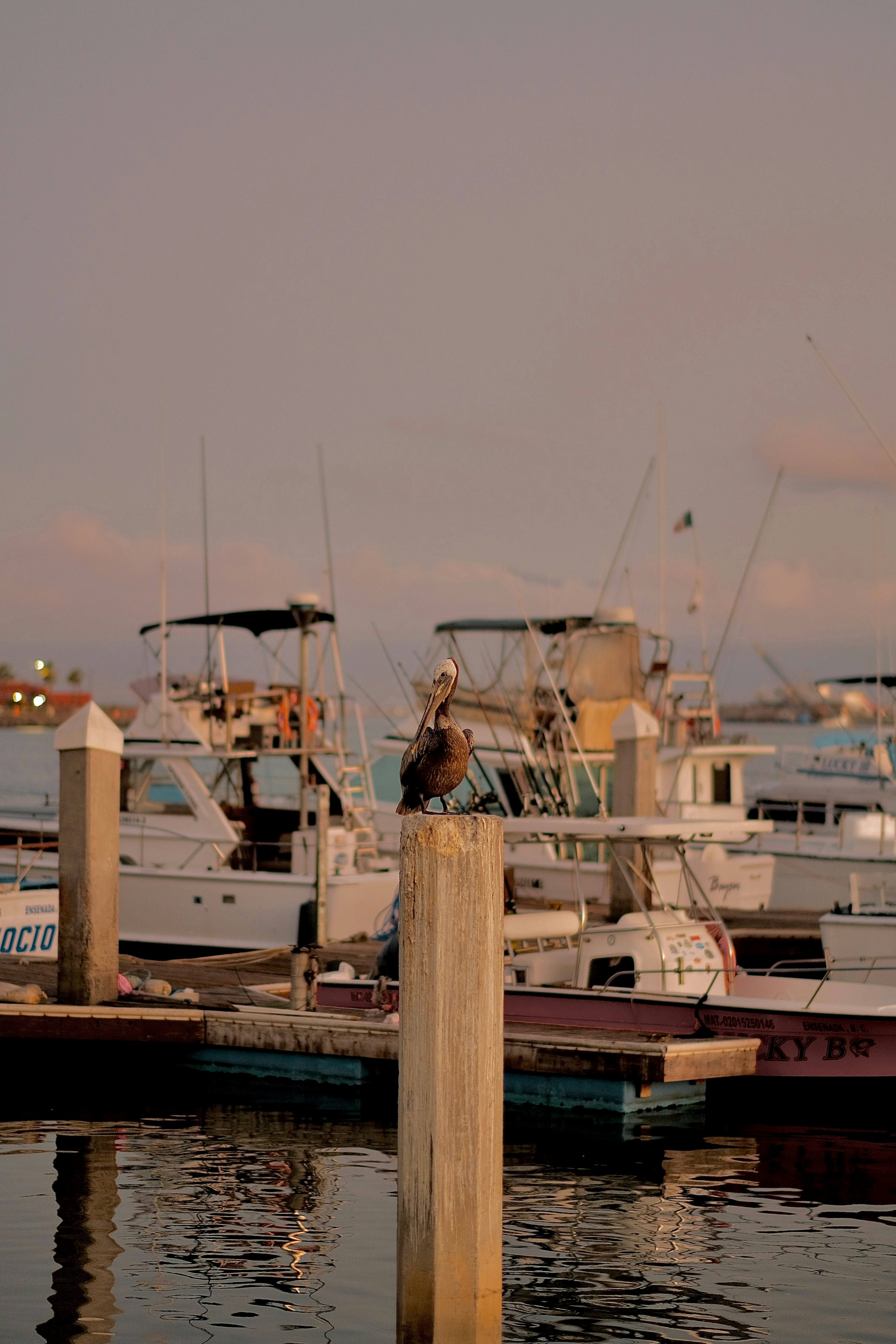 Heron on a Pier: Dusk at the Marina