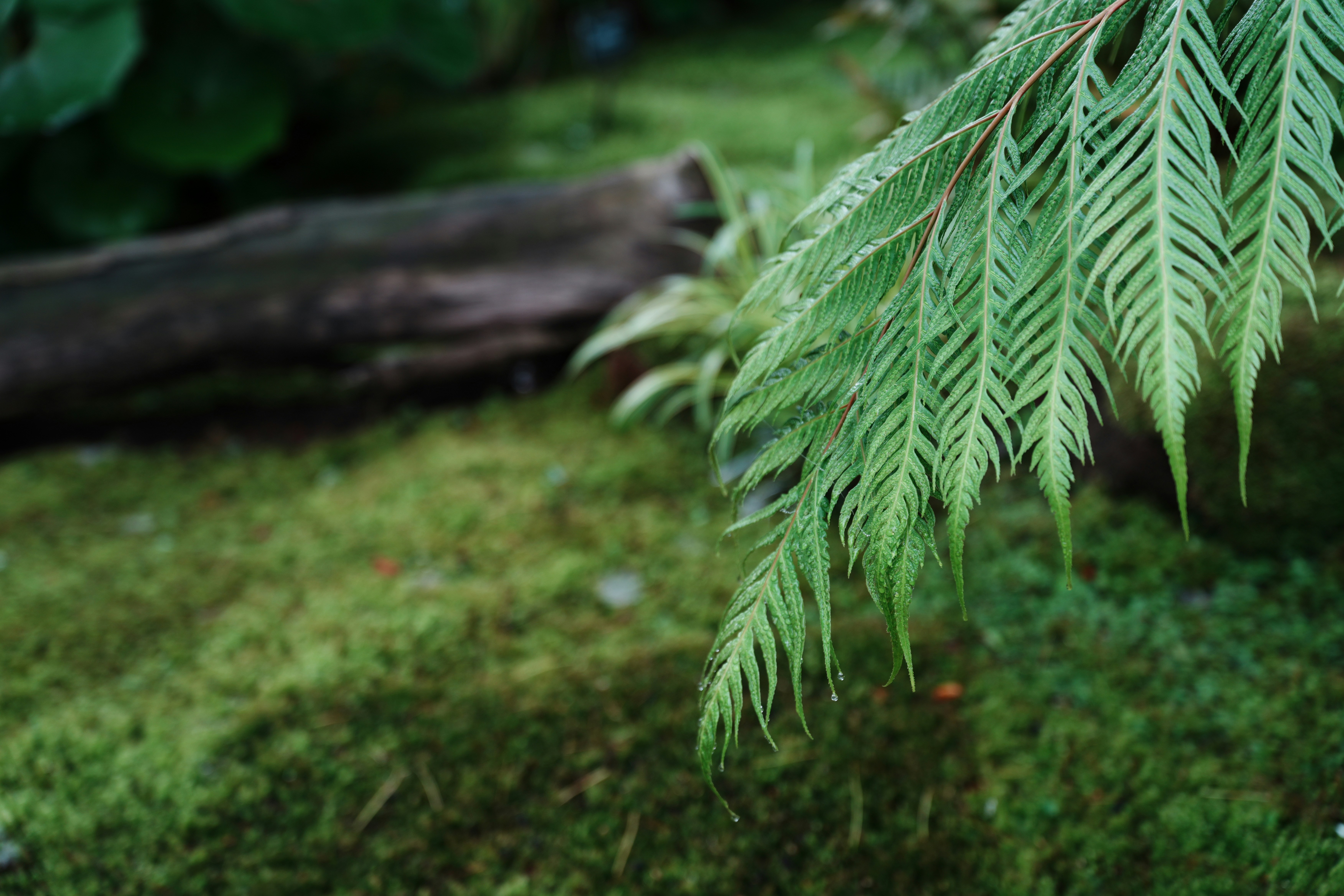 Draped Fern Fronds Over Mossy Ground